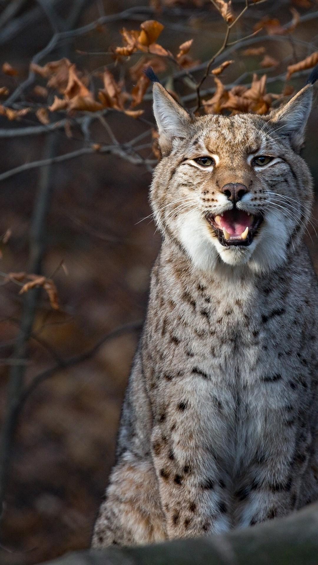 Lnyx Wallpapers - Wallpaper Cave