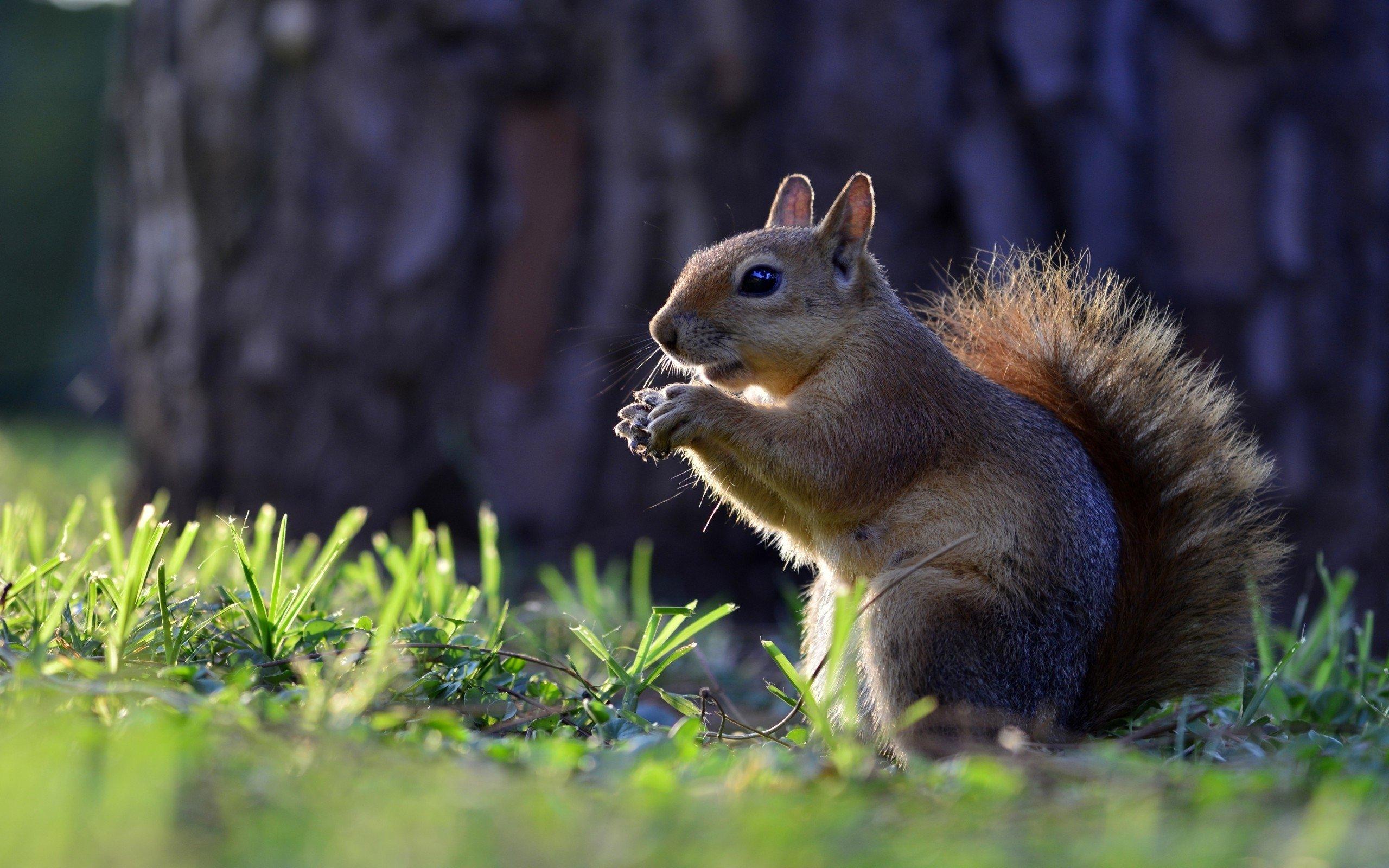 Animal Squirrel HD Wallpapers - Wallpaper Cave