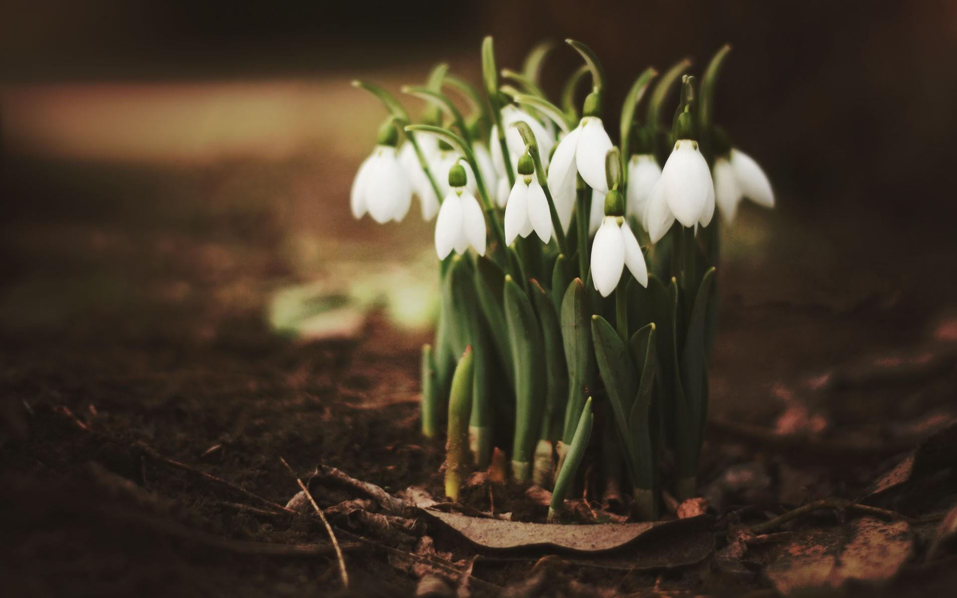 Snowdrops Wallpapers - Wallpaper Cave