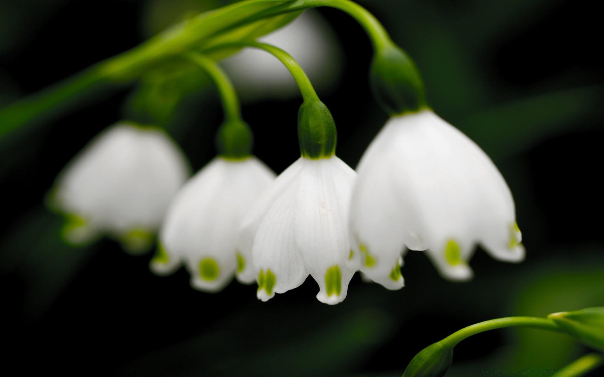 Snowdrops Wallpapers - Wallpaper Cave