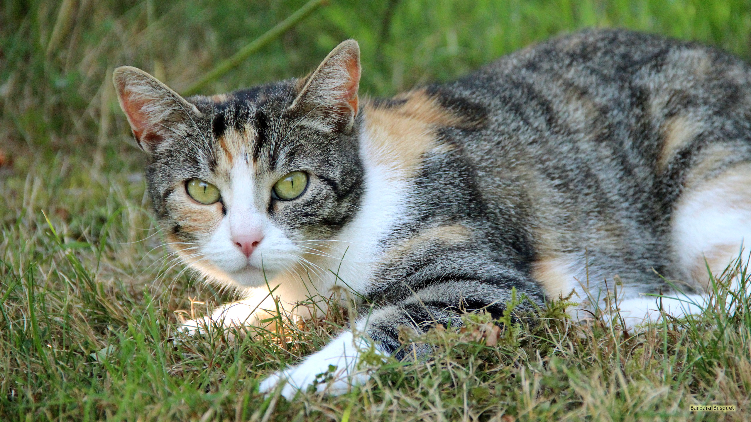 Cat In Easter Wallpapers - Wallpaper Cave