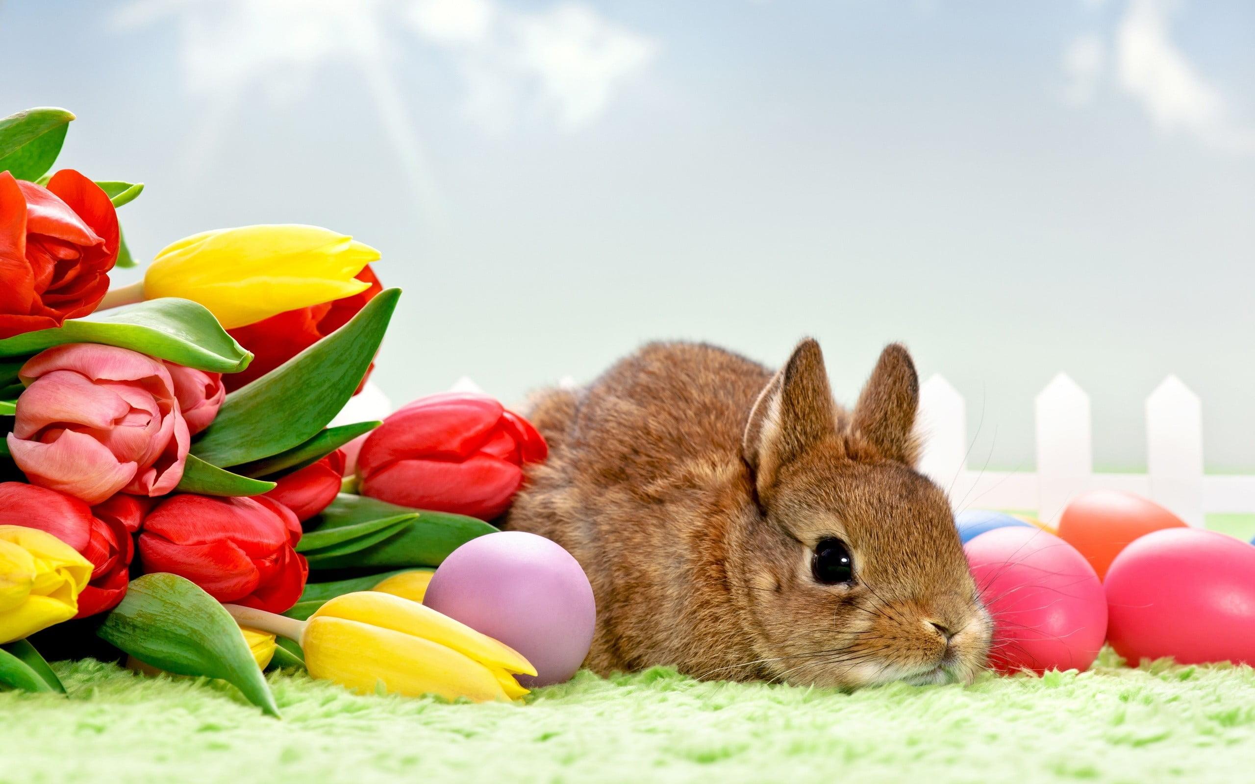 Bunny With Eggs Wallpapers - Wallpaper Cave