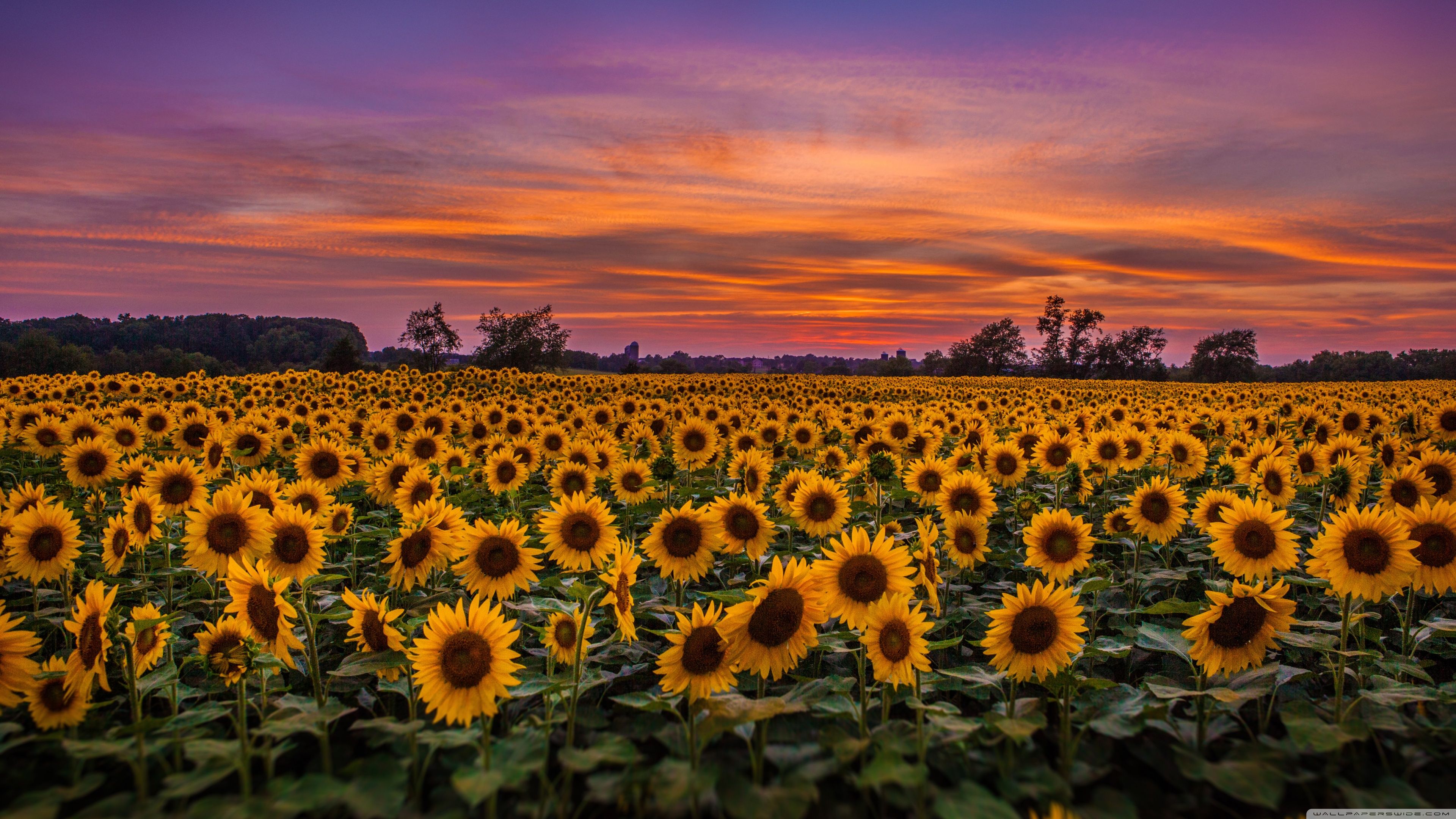 Sunflower 4k Wallpapers Wallpaper Cave Sunflower 4k Wallpapers Wallpaper Cave