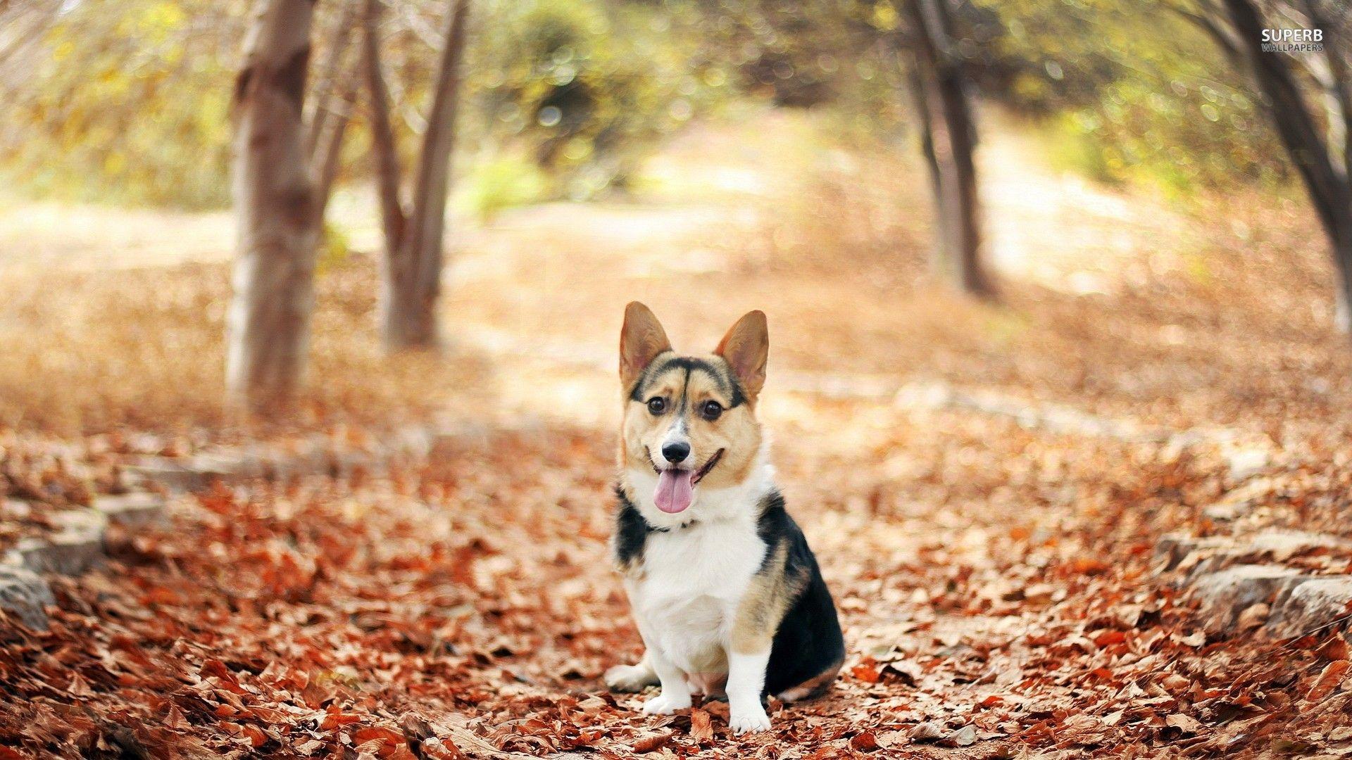 Spring Corgi Wallpapers - Wallpaper Cave
