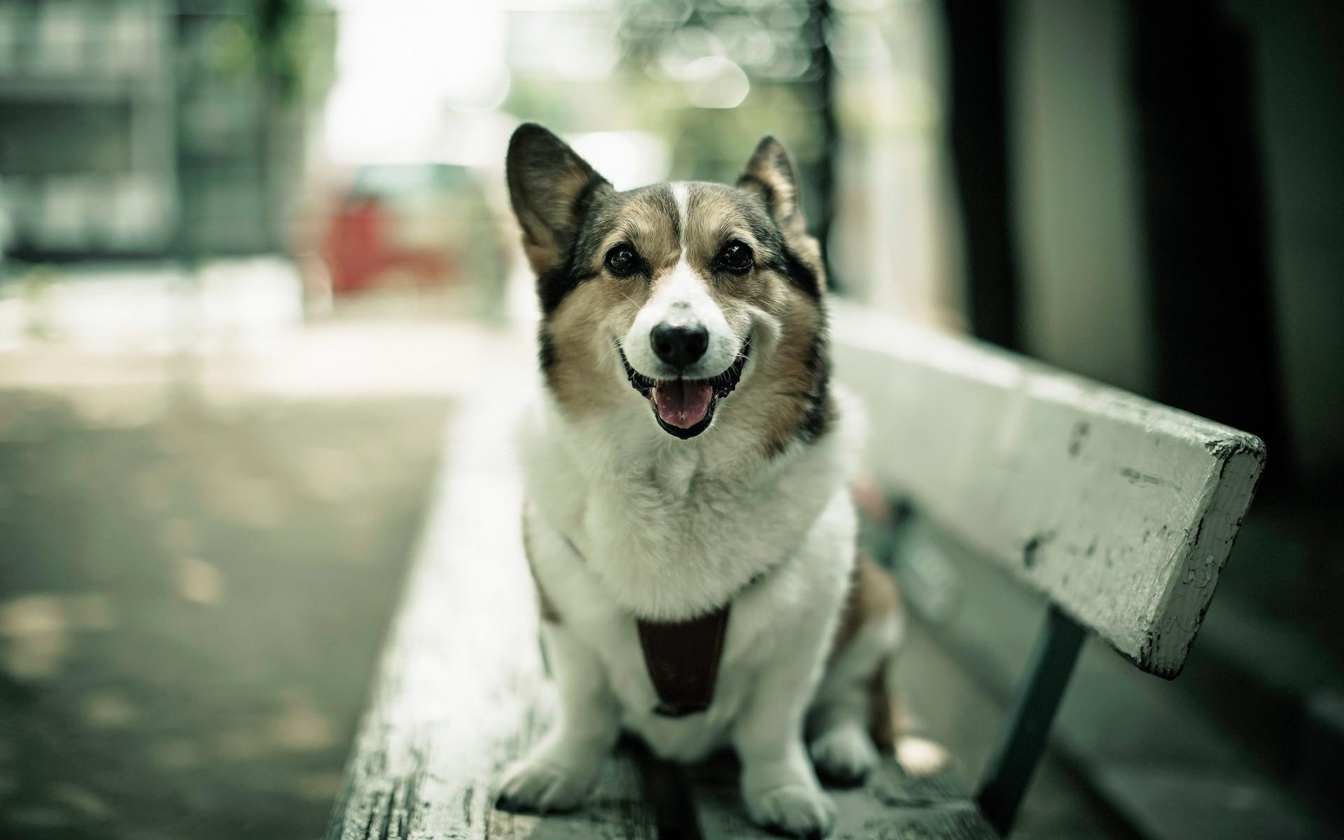 Spring Corgi Wallpapers - Wallpaper Cave