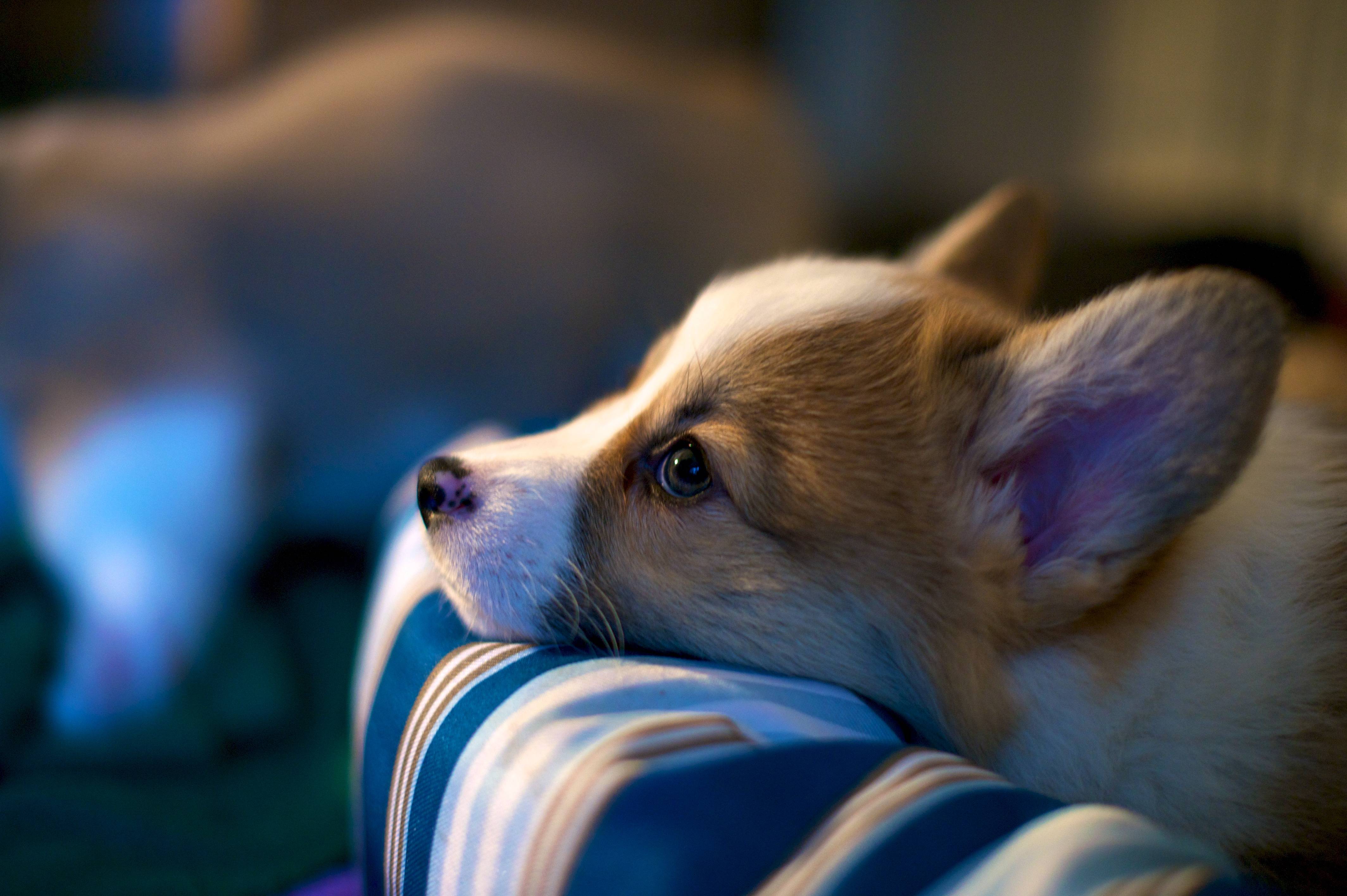 Spring Corgi Wallpapers - Wallpaper Cave