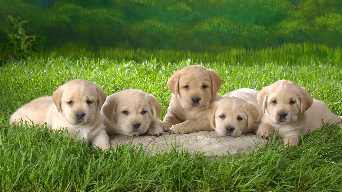 Cute Dog Desktop Wallpapers - Wallpaper Cave