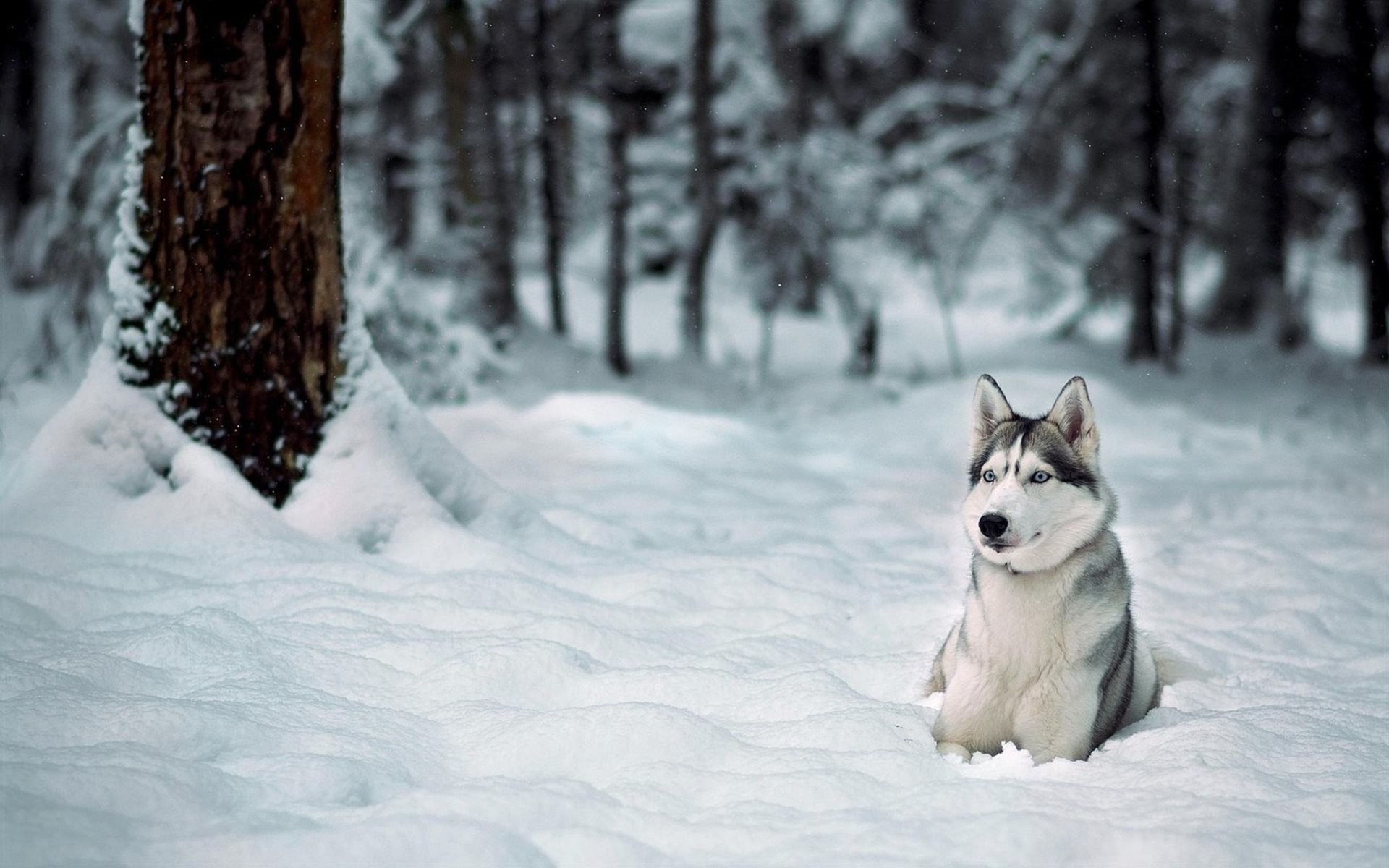 Sibarian Husky Wallpapers - Wallpaper Cave