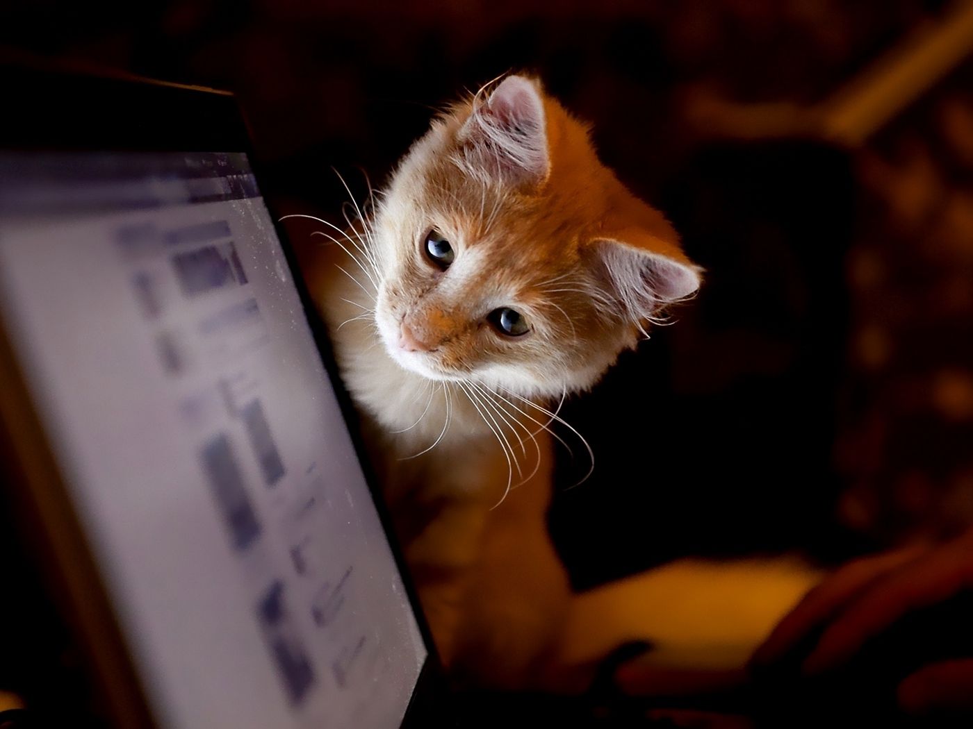 Cat Computer Wallpapers - Wallpaper Cave