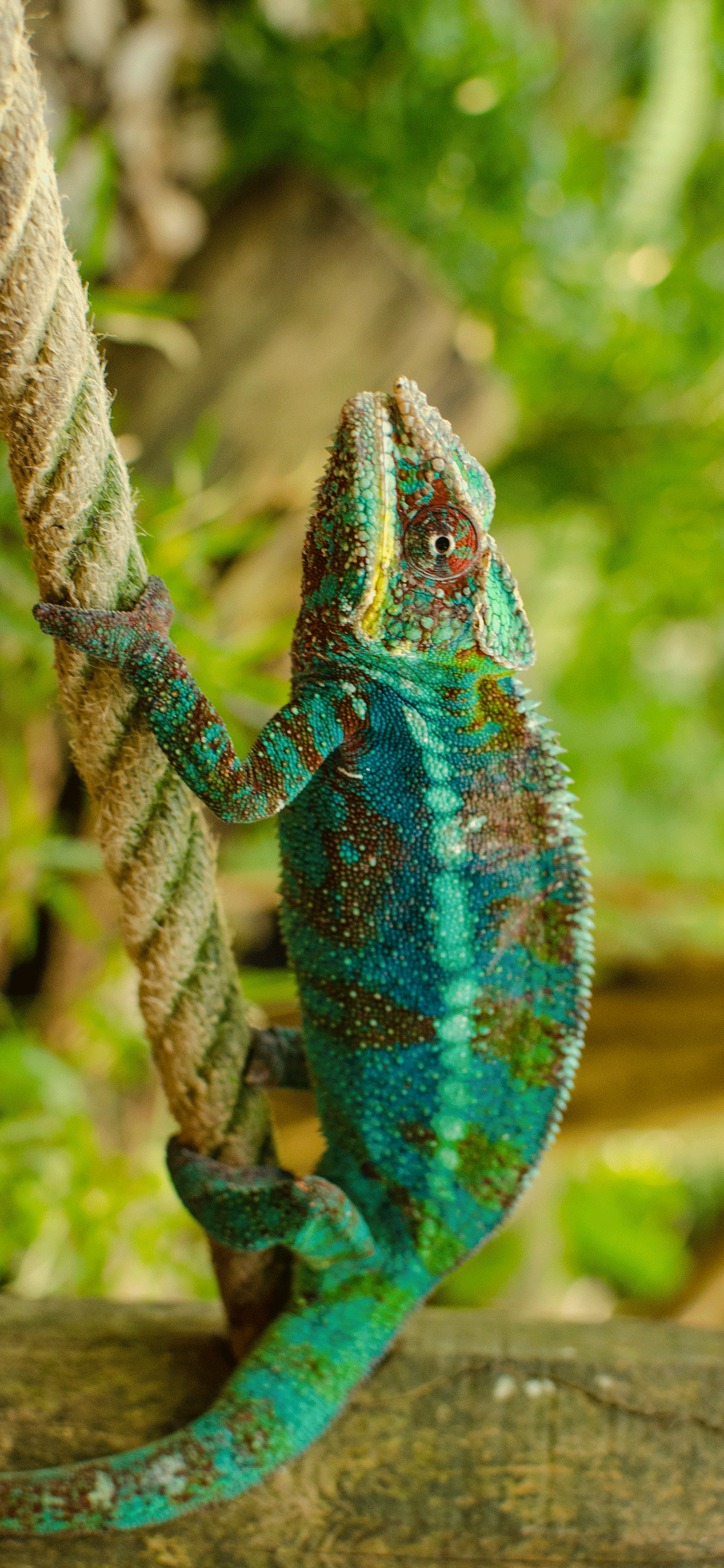 Chameleon HD iPhone Wallpapers - Wallpaper Cave