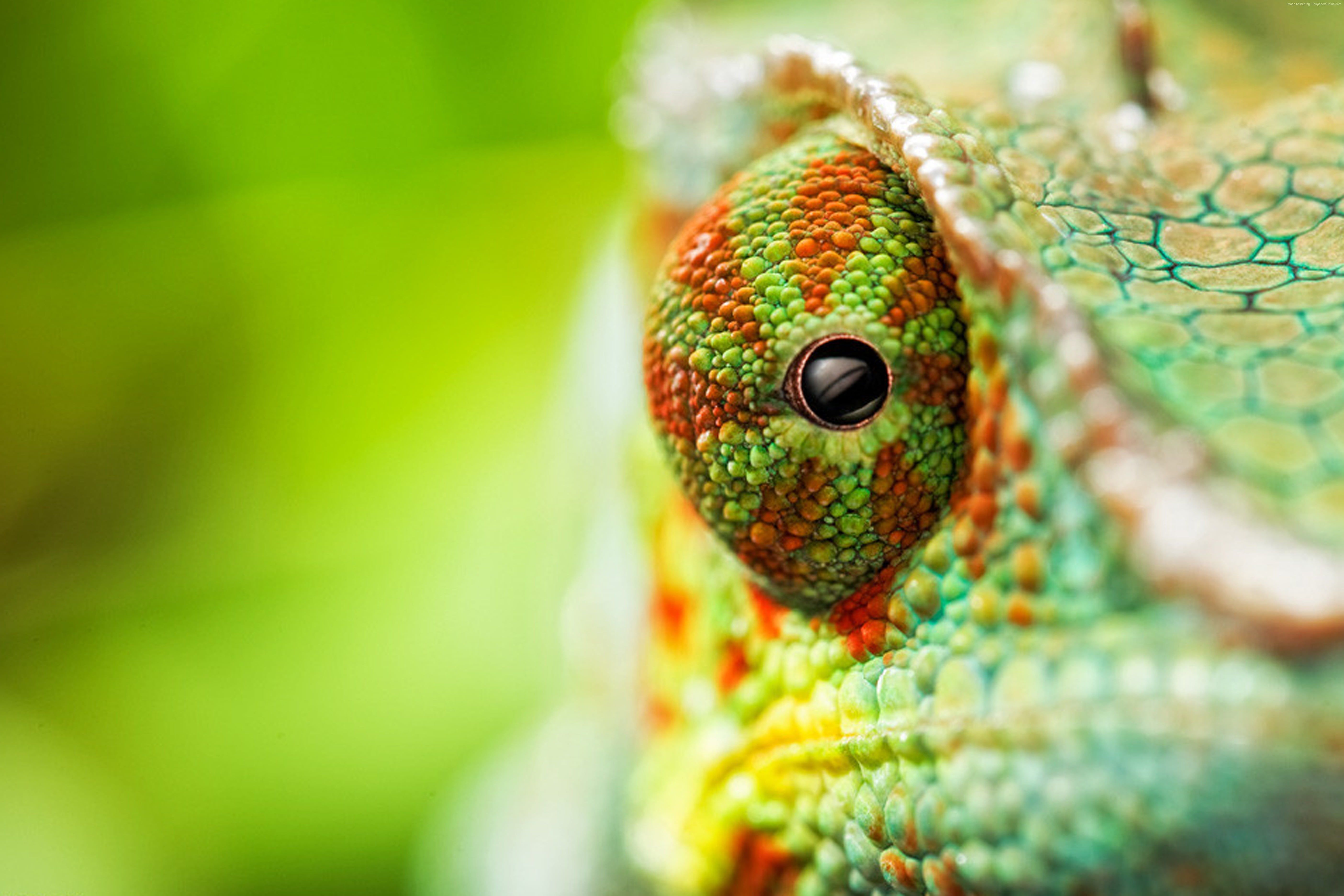 Chameleon HD Wallpapers - Wallpaper Cave