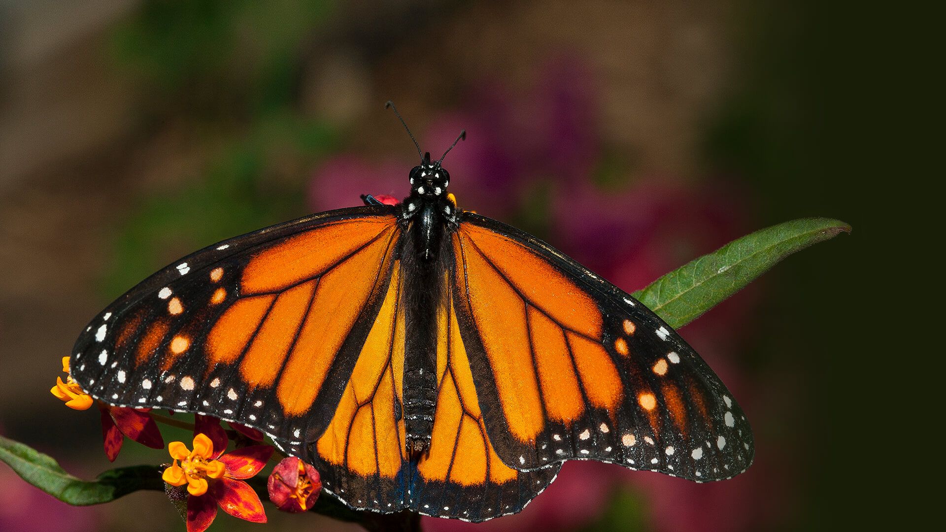 Animal Butterfly HD Wallpapers - Wallpaper Cave