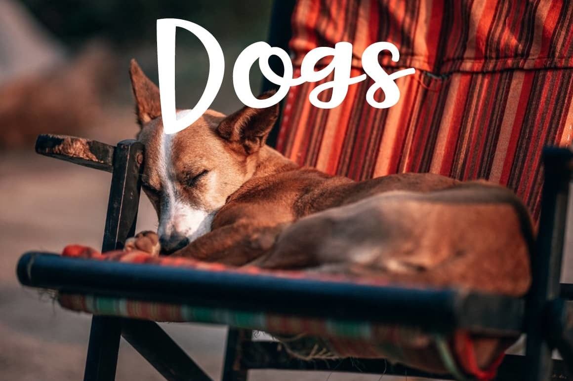 Sweet Dog Relaxing Wallpapers - Wallpaper Cave