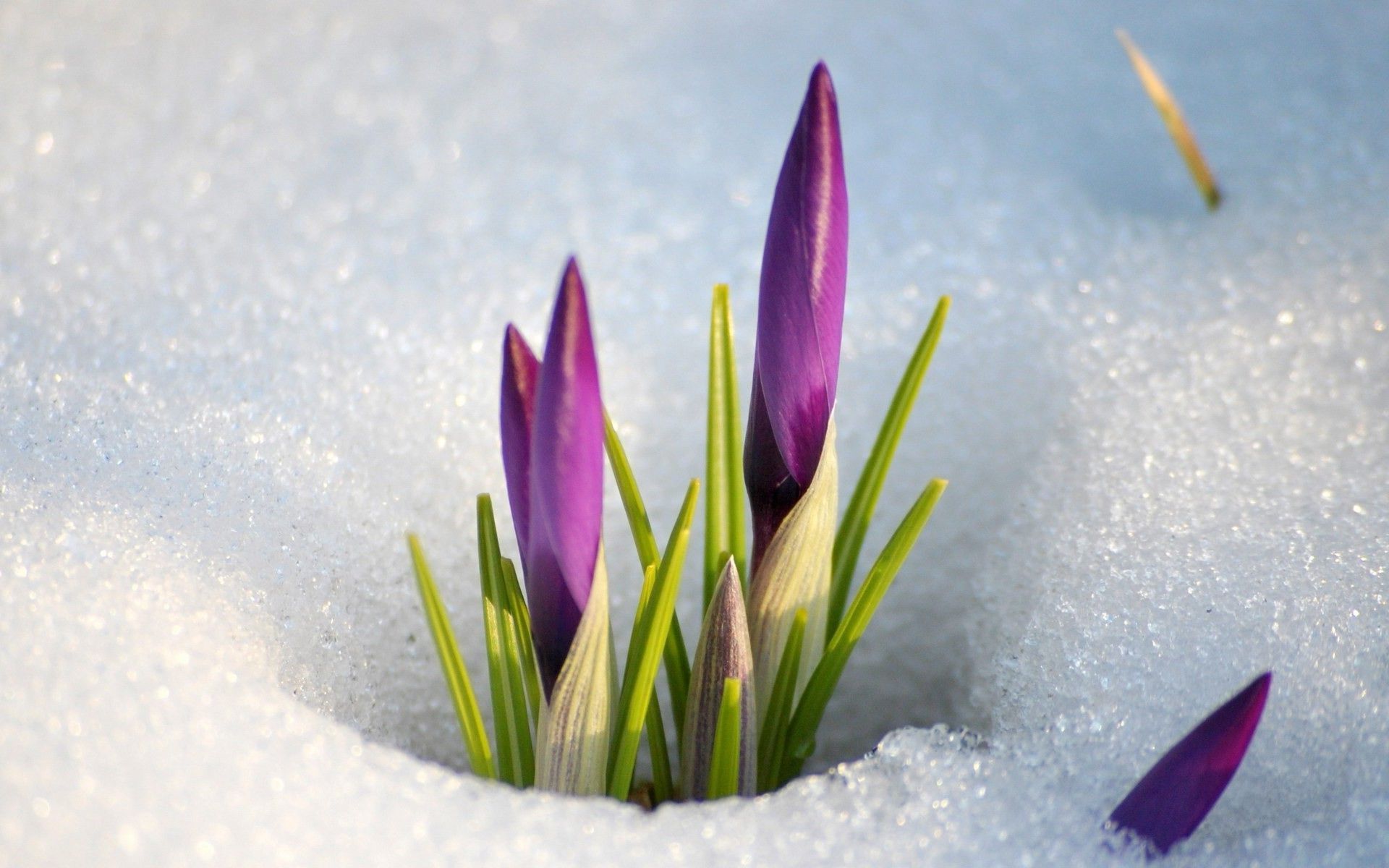 Purple Crocus Wallpapers - Wallpaper Cave
