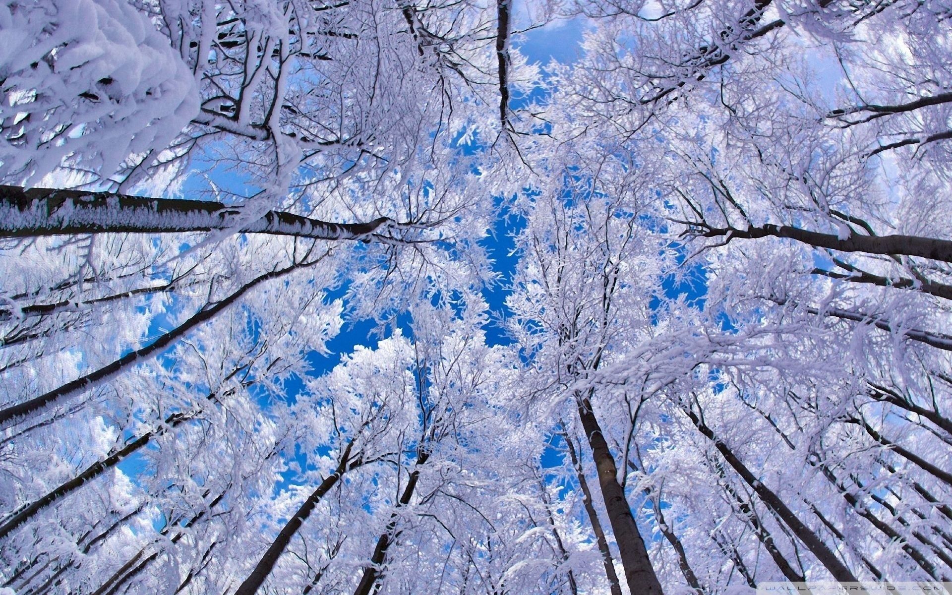 Winter Tree Desktop Wallpapers Wallpaper Cave