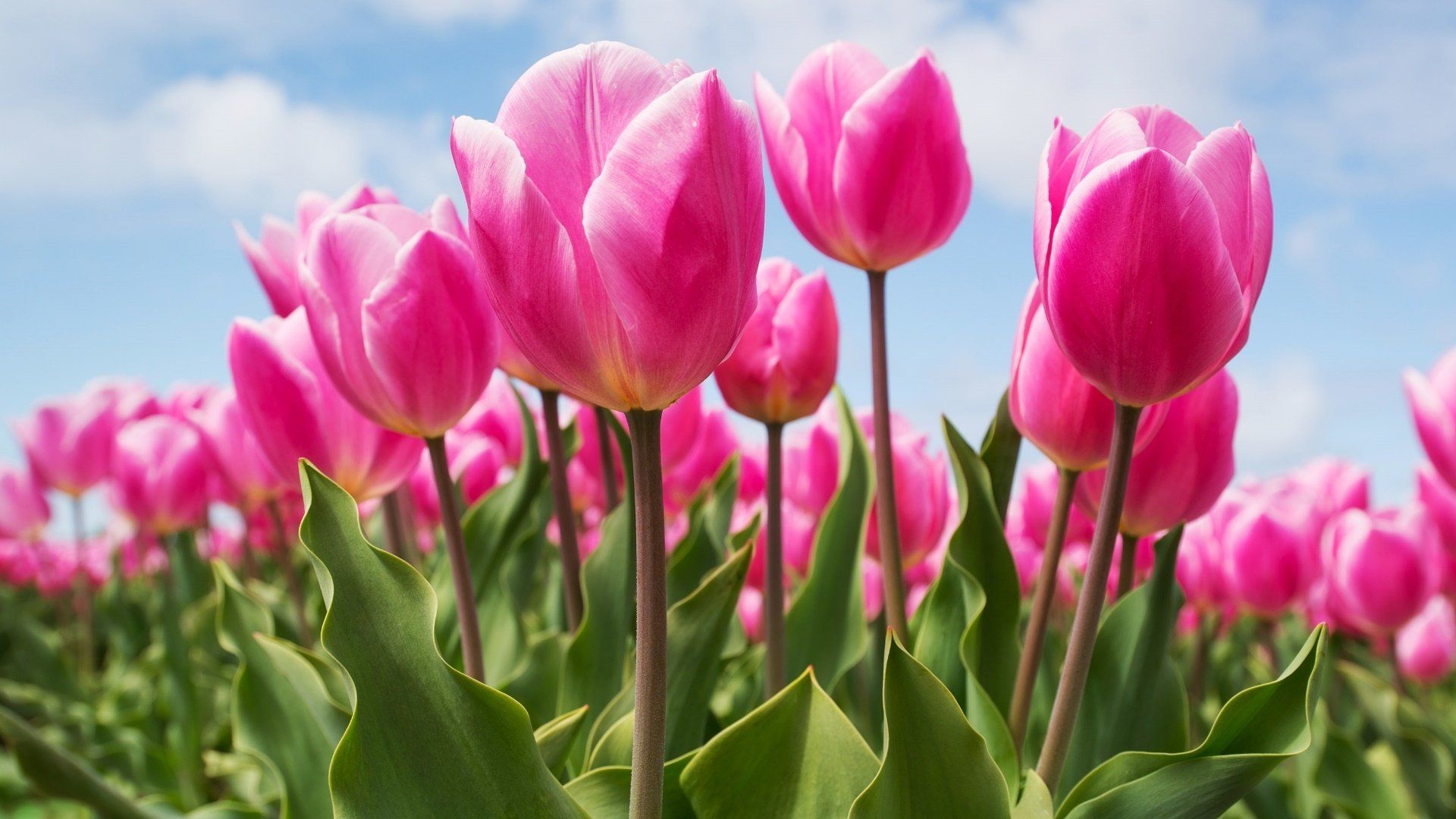 Tulips Magenta Wallpapers - Wallpaper Cave