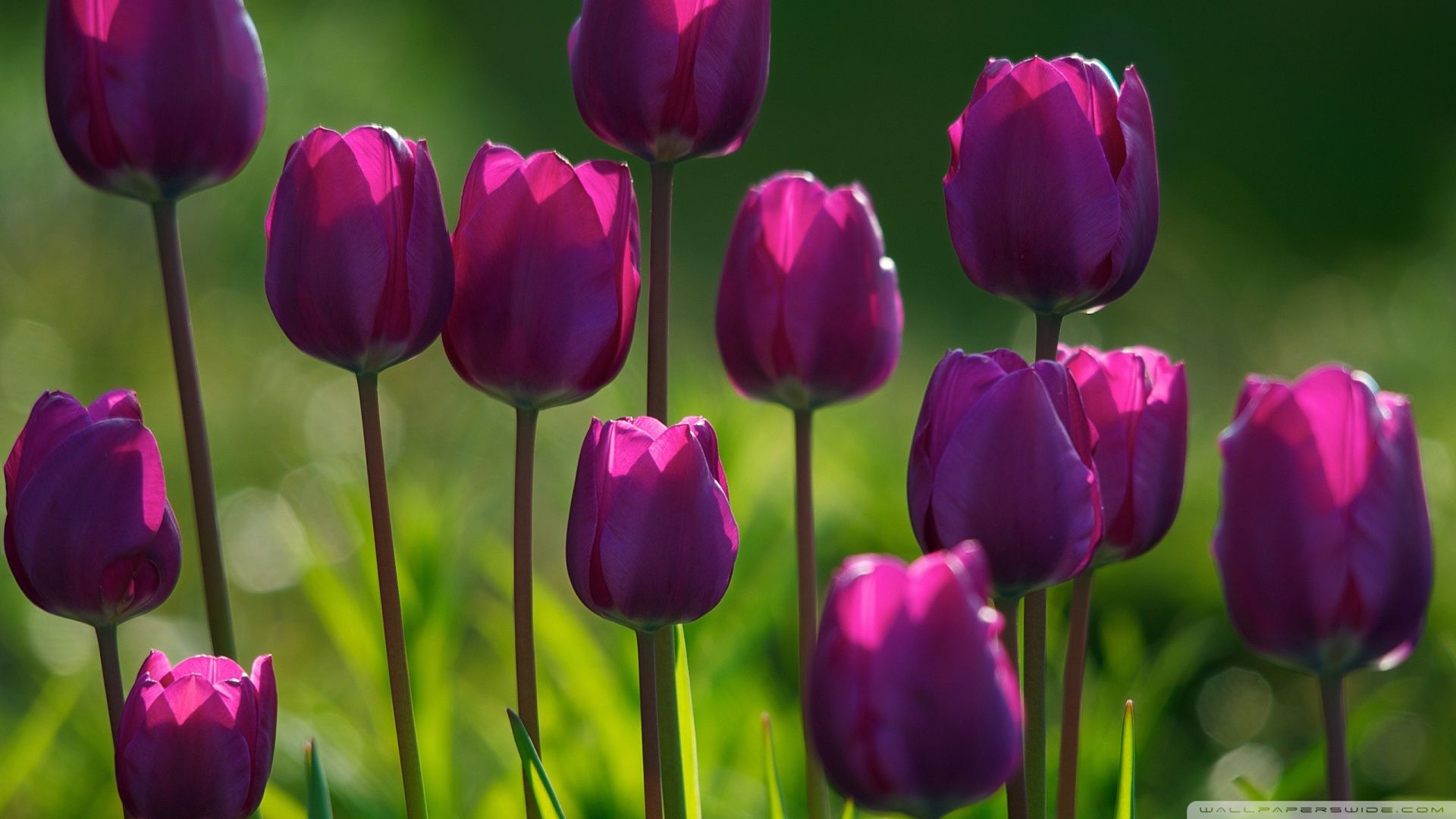 Tulips Magenta Wallpapers - Wallpaper Cave