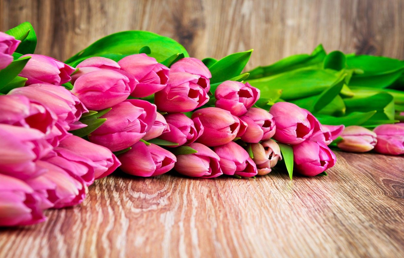 Tulips Magenta Wallpapers - Wallpaper Cave