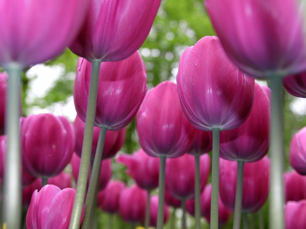 Tulips Magenta Wallpapers - Wallpaper Cave