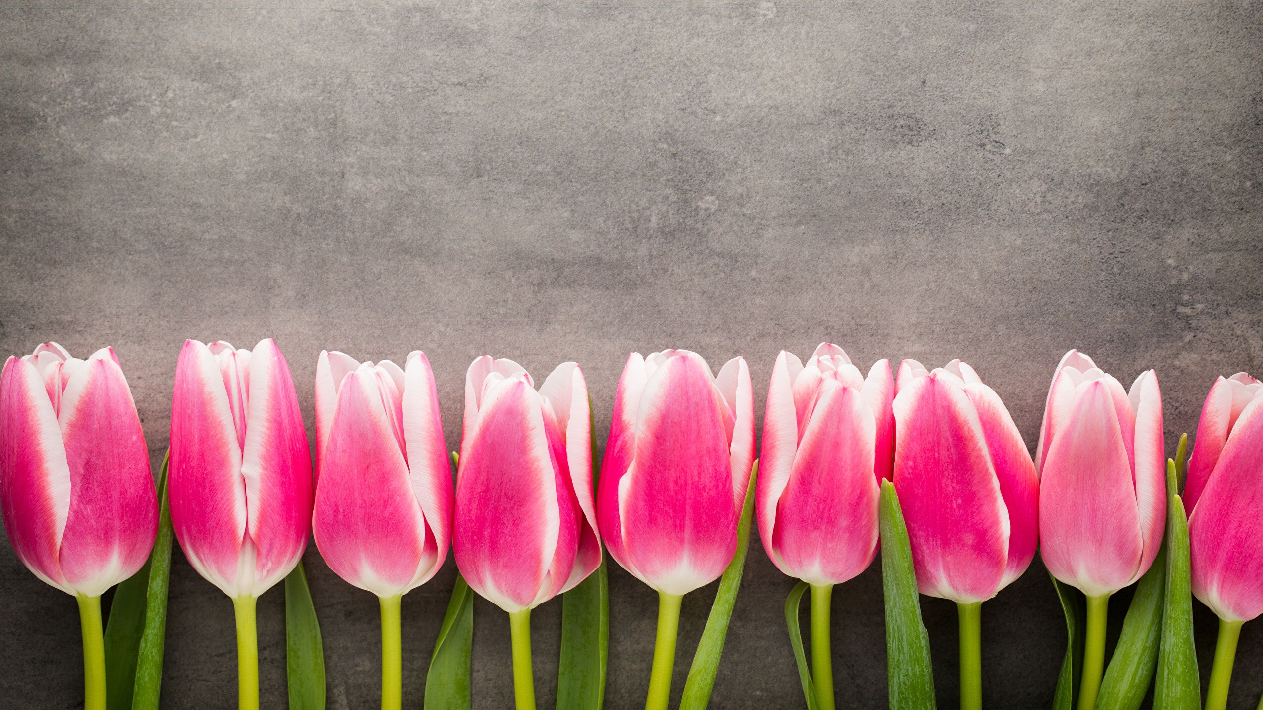 Tulips Magenta Wallpapers - Wallpaper Cave