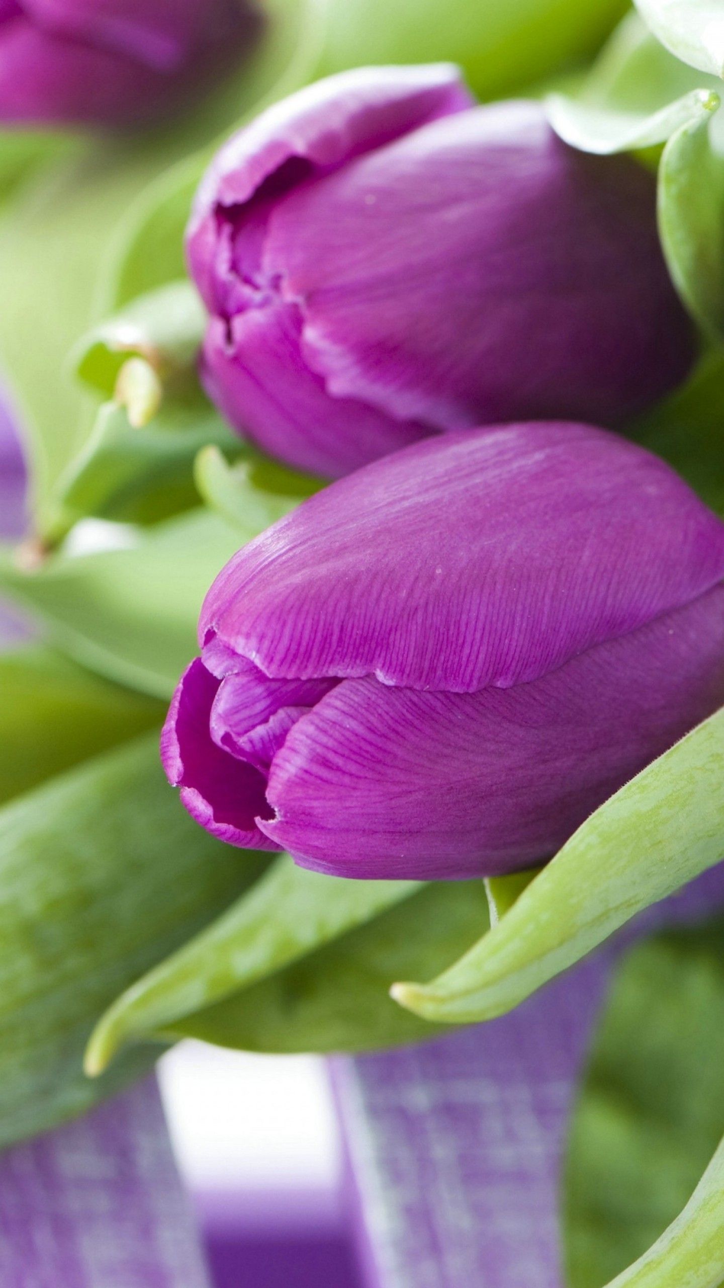 Tulips Magenta Wallpapers - Wallpaper Cave