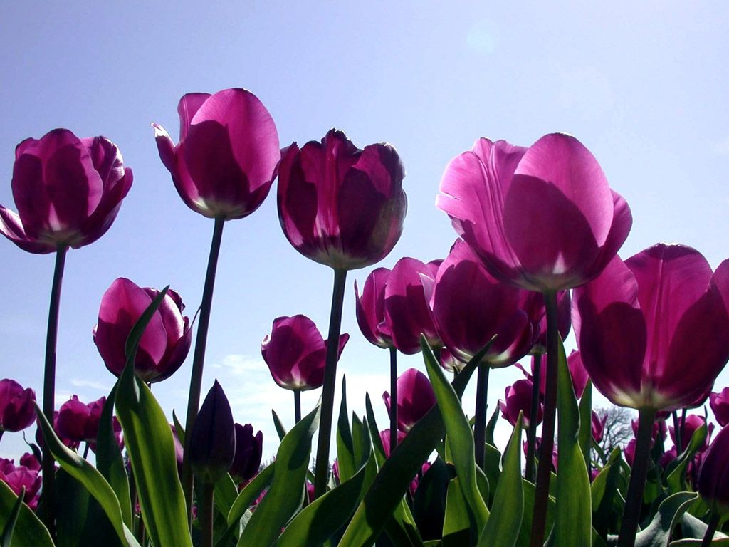 Tulips Magenta Wallpapers - Wallpaper Cave