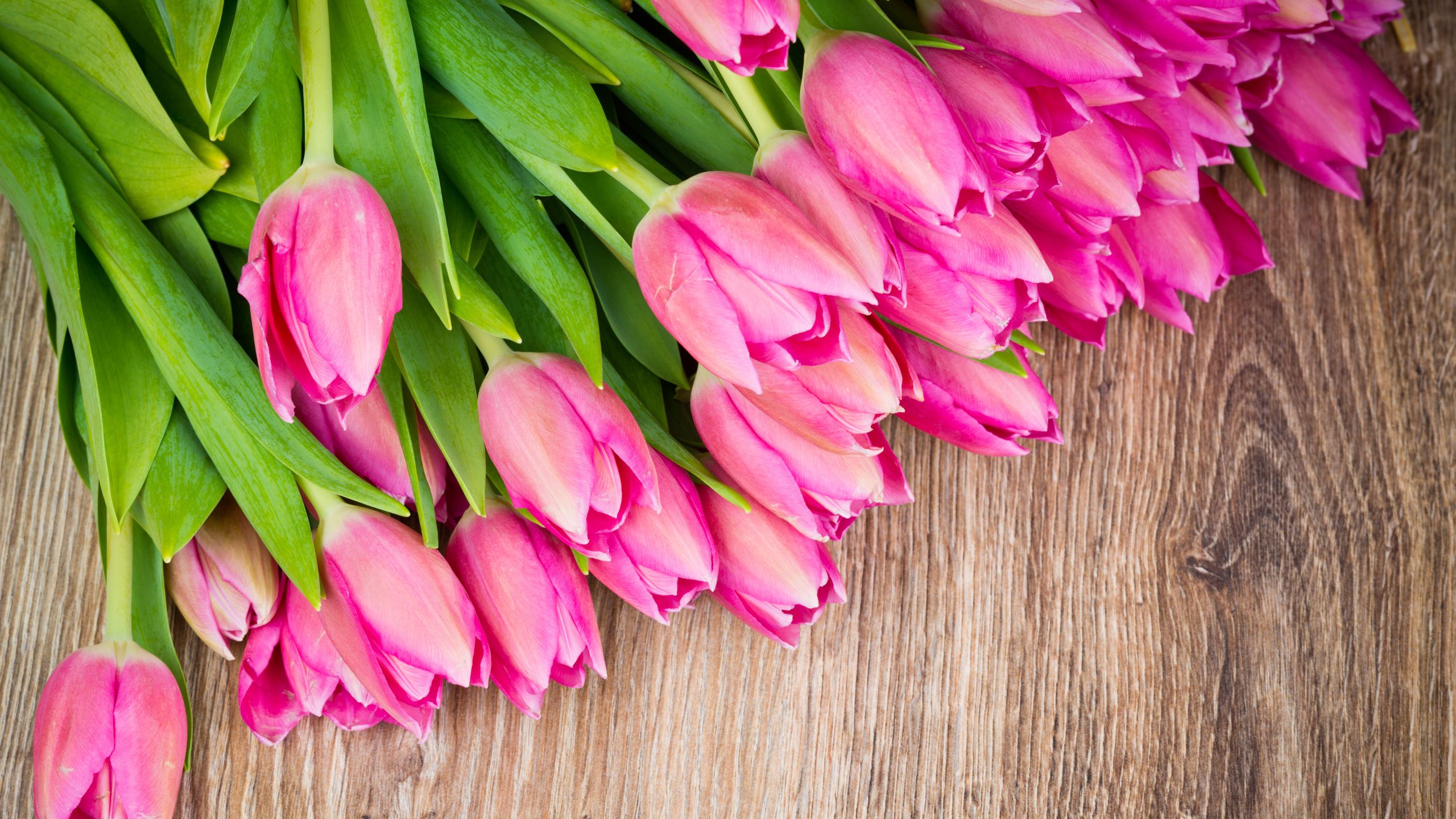 Tulips Magenta Wallpapers - Wallpaper Cave
