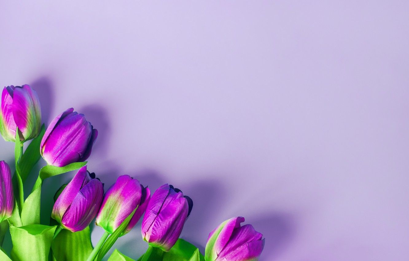 Tulips Magenta Wallpapers - Wallpaper Cave