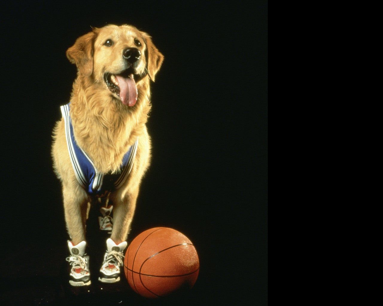 Air Bud 1997 Wallpapers - Wallpaper Cave