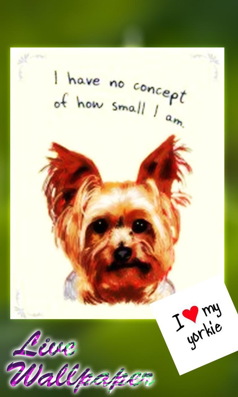 Scary Yorkie Wallpapers - Wallpaper Cave