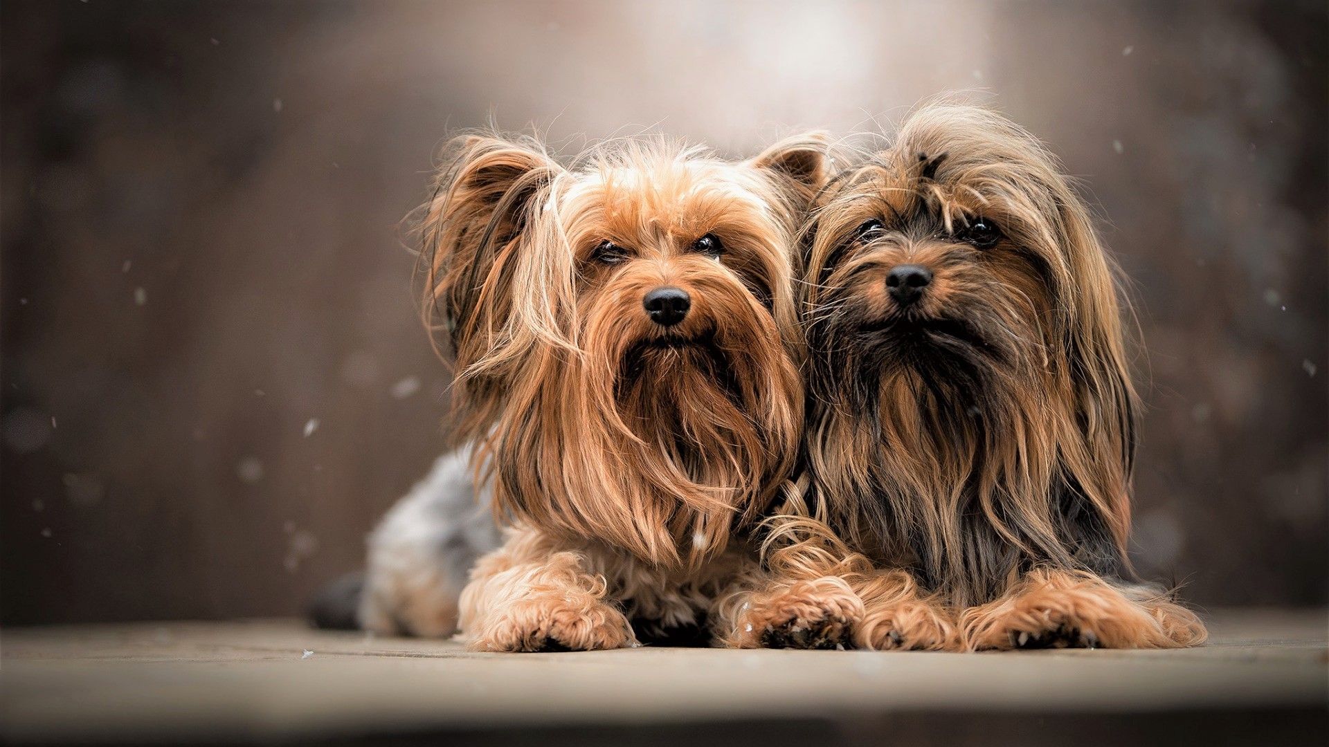Scary Yorkie Wallpapers - Wallpaper Cave