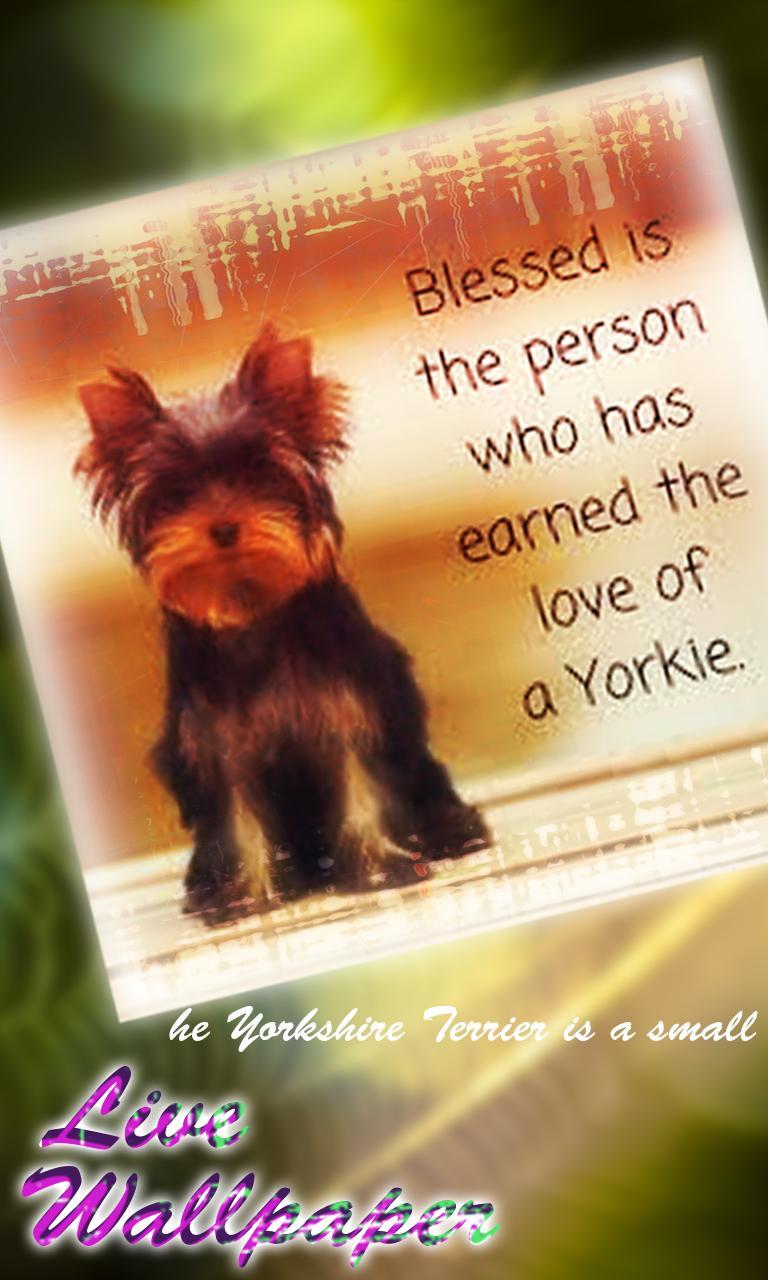 Scary Yorkie Wallpapers - Wallpaper Cave