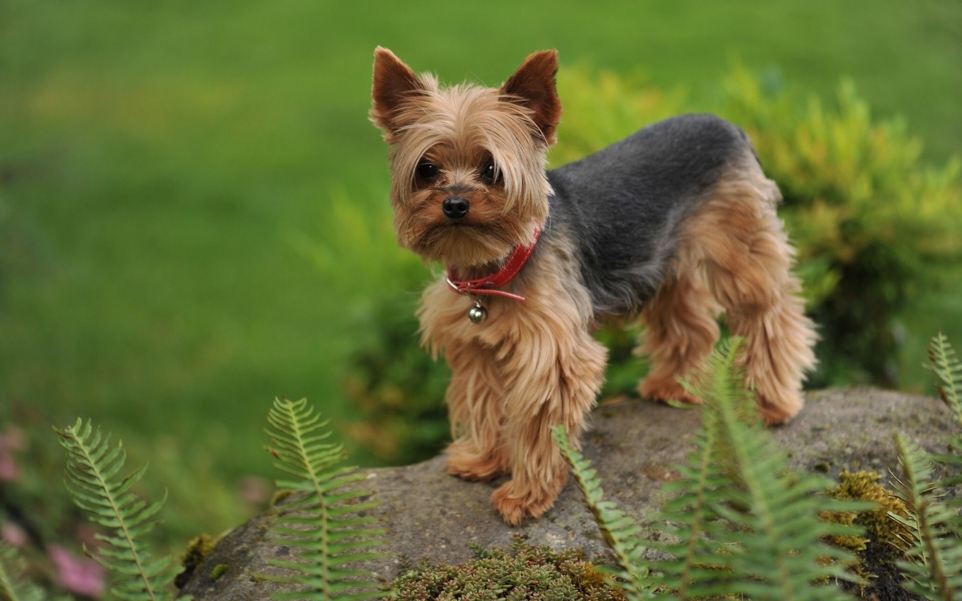 Scary Yorkie Wallpapers - Wallpaper Cave