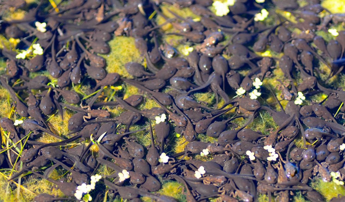 Tadpole Wallpapers - Wallpaper Cave