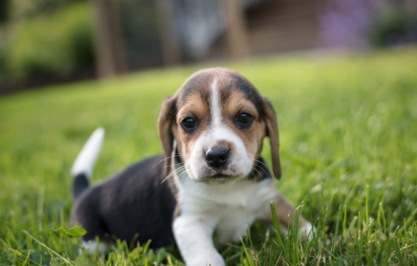 Baby Beagles Wallpapers - Wallpaper Cave