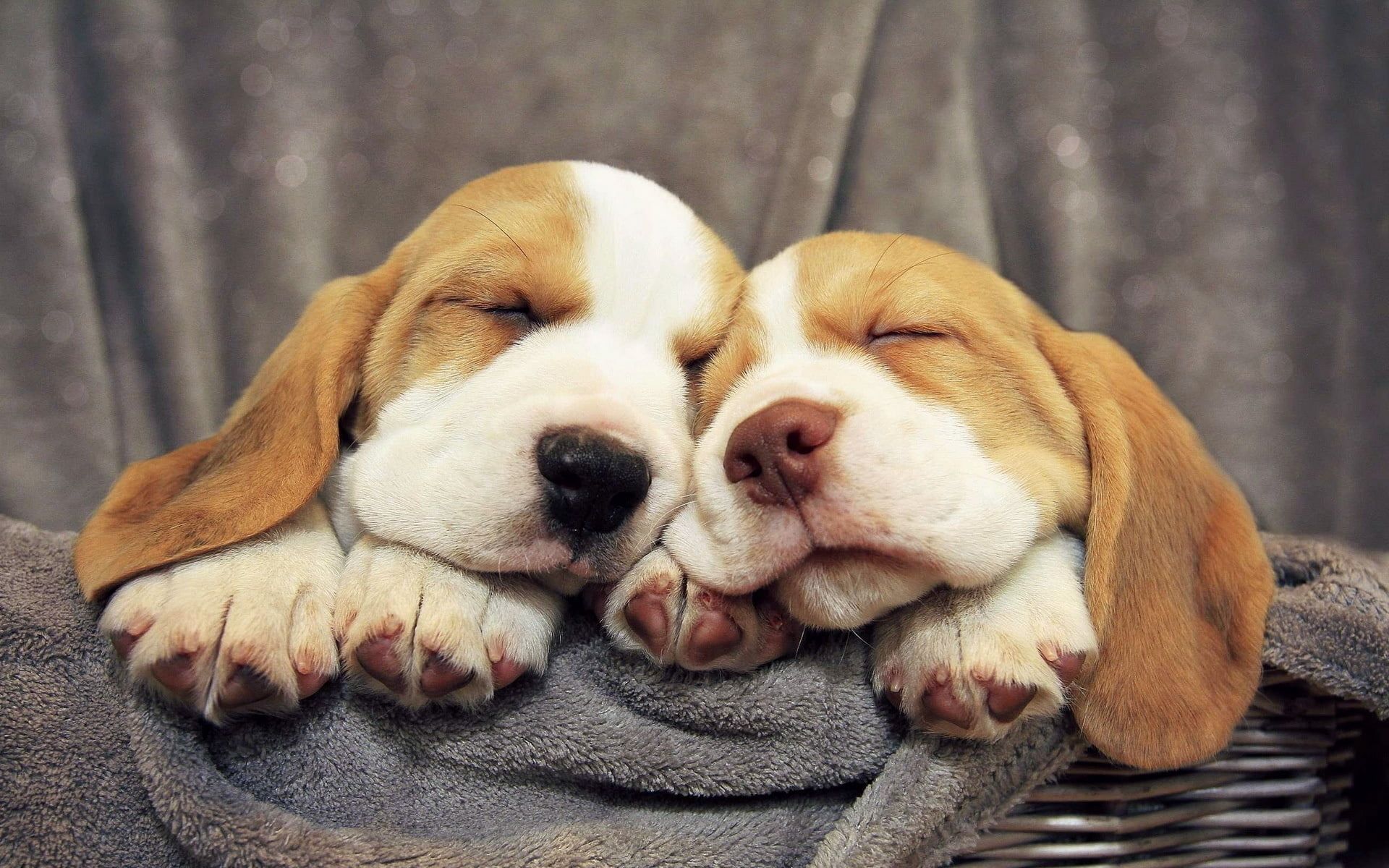 Baby Beagles Wallpapers - Wallpaper Cave