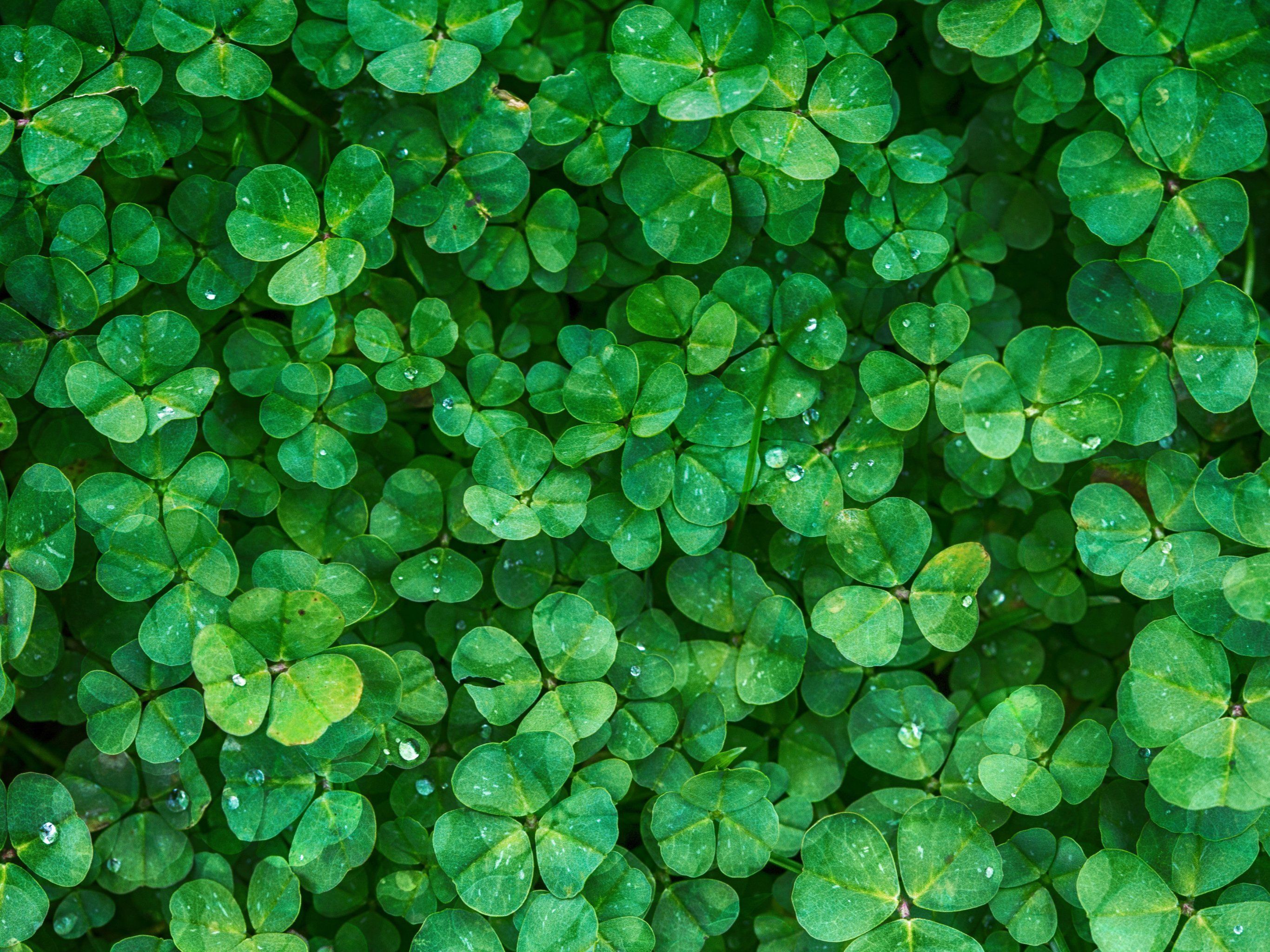 Irish Spring Wallpapers - Wallpaper Cave