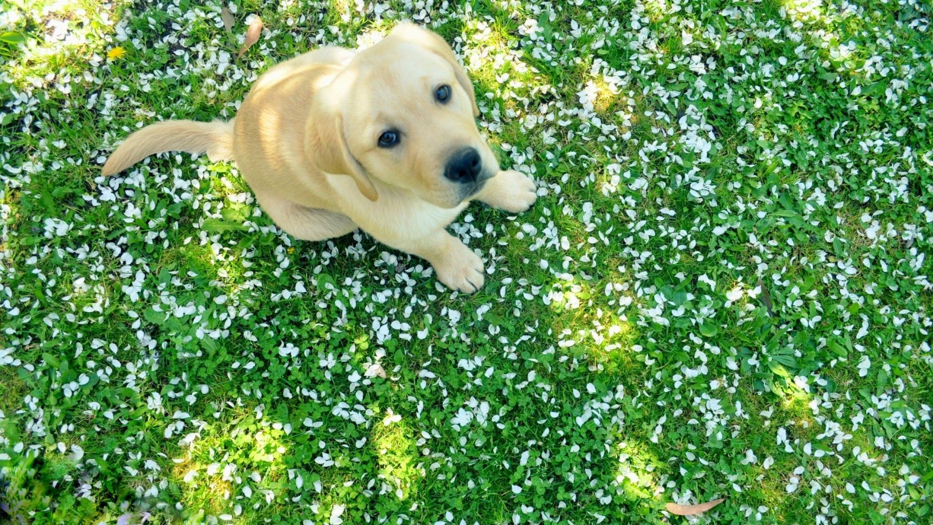 Spring Labrador Wallpapers - Wallpaper Cave