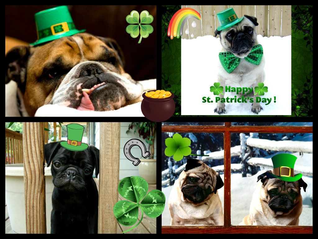 St Patrick's Day Pets Wallpapers - Wallpaper Cave