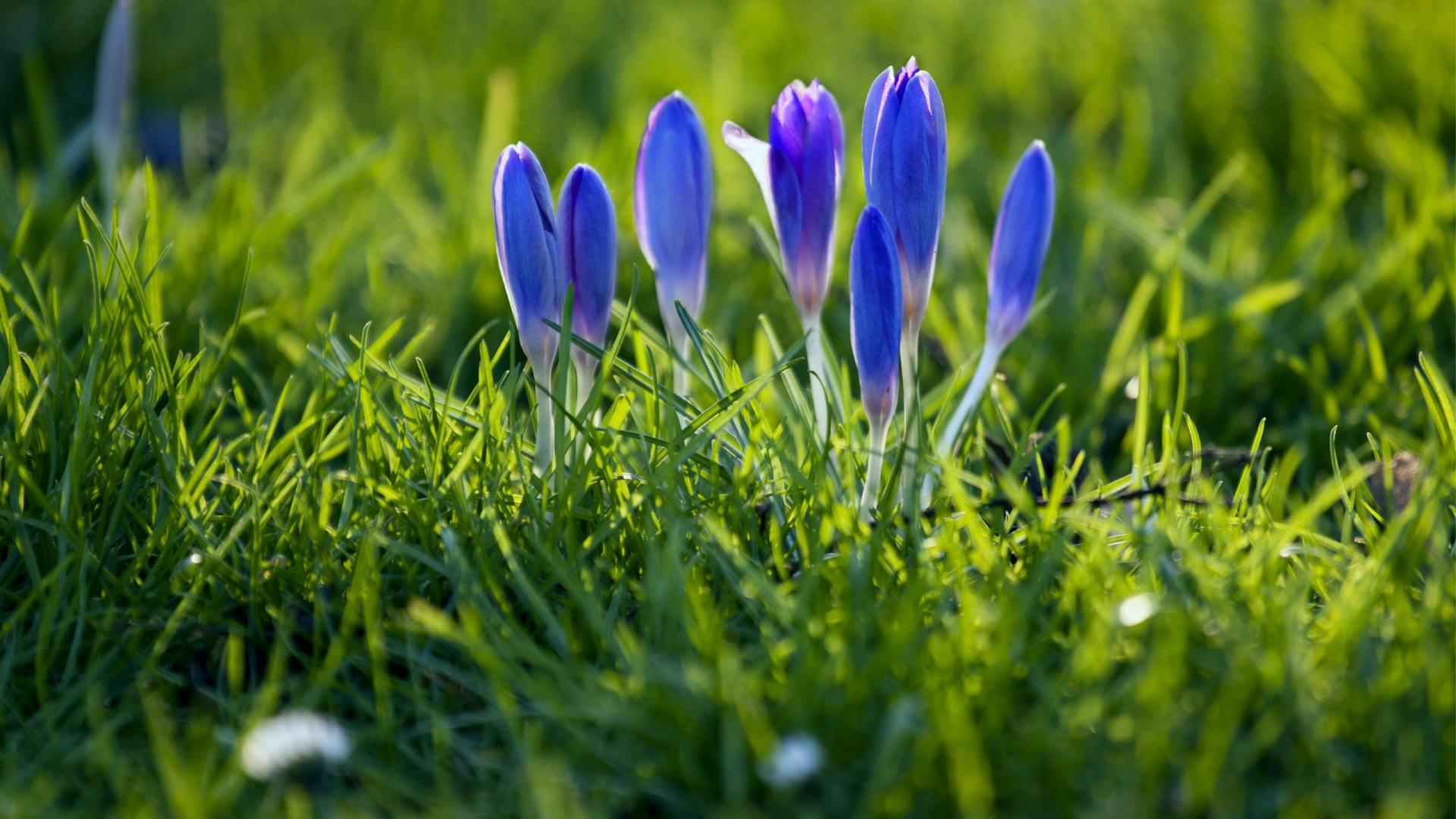 Blue Crocus Flowers Wallpapers - Wallpaper Cave