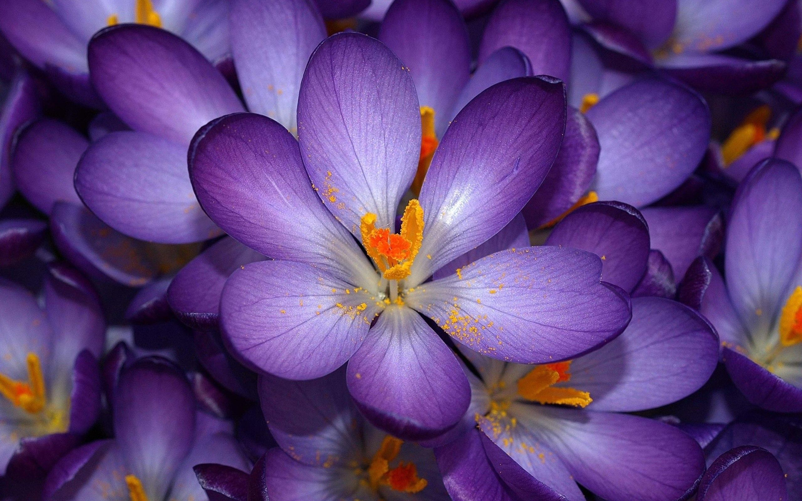 Blue Crocus Flowers Wallpapers - Wallpaper Cave