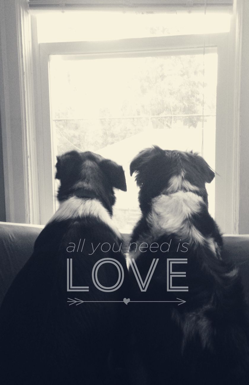 Oreo Dogs Wallpapers - Wallpaper Cave