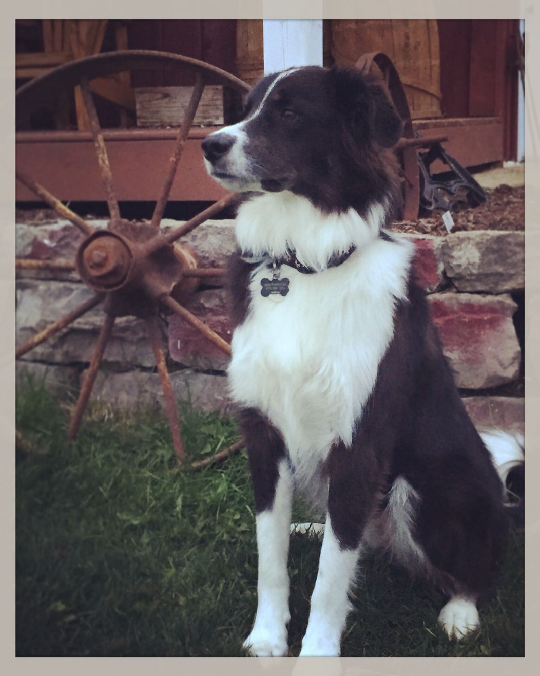 Oreo Dogs Wallpapers - Wallpaper Cave