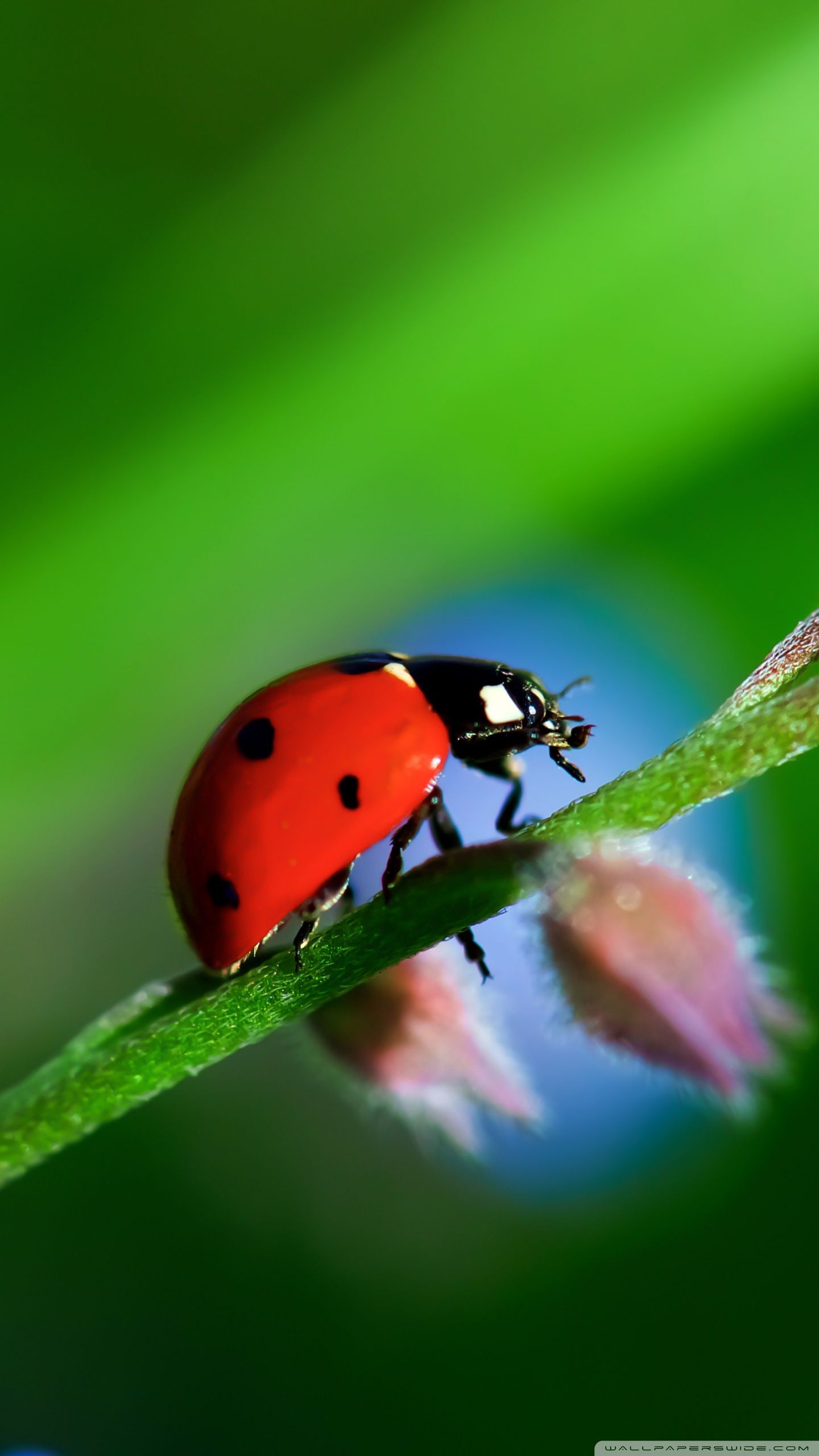 Ladybug HD Mobile Wallpapers - Wallpaper Cave
