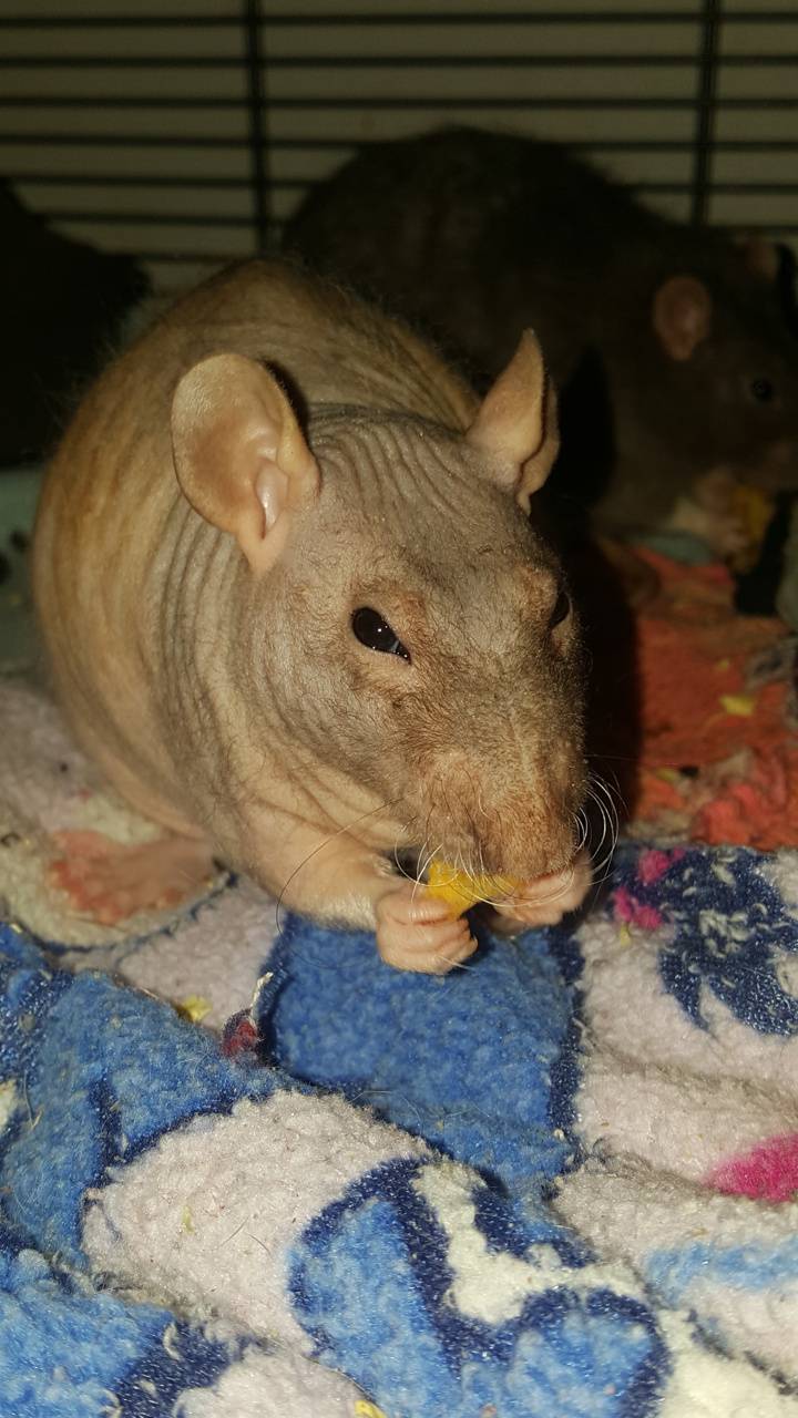 Hairless Rats Wallpapers - Wallpaper Cave