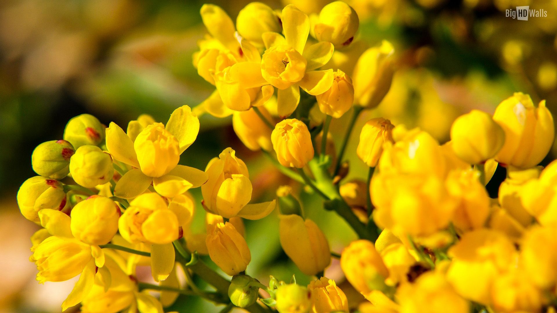 Spring Yellow Wallpapers - Wallpaper Cave