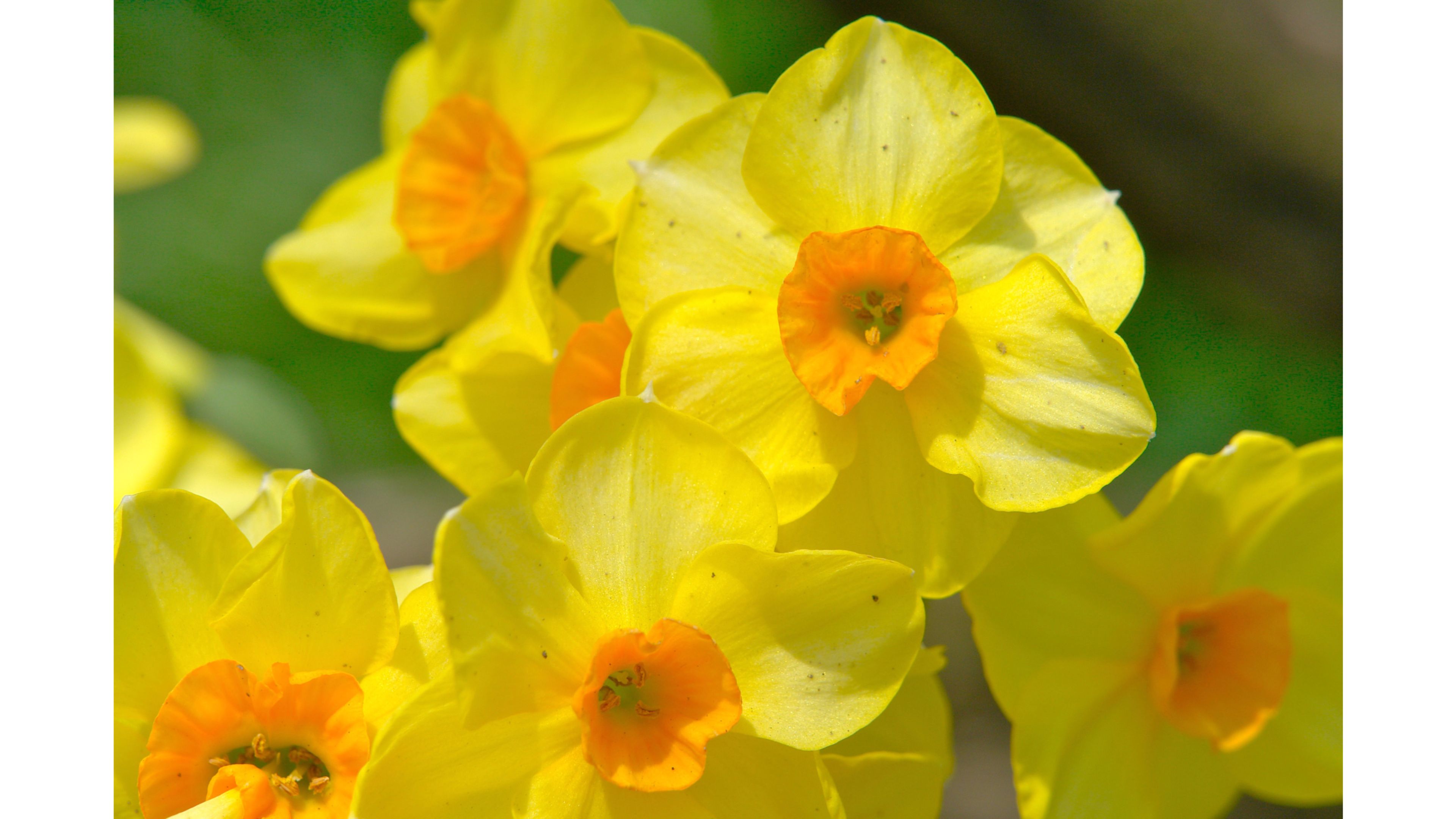 Spring Yellow Wallpapers - Wallpaper Cave