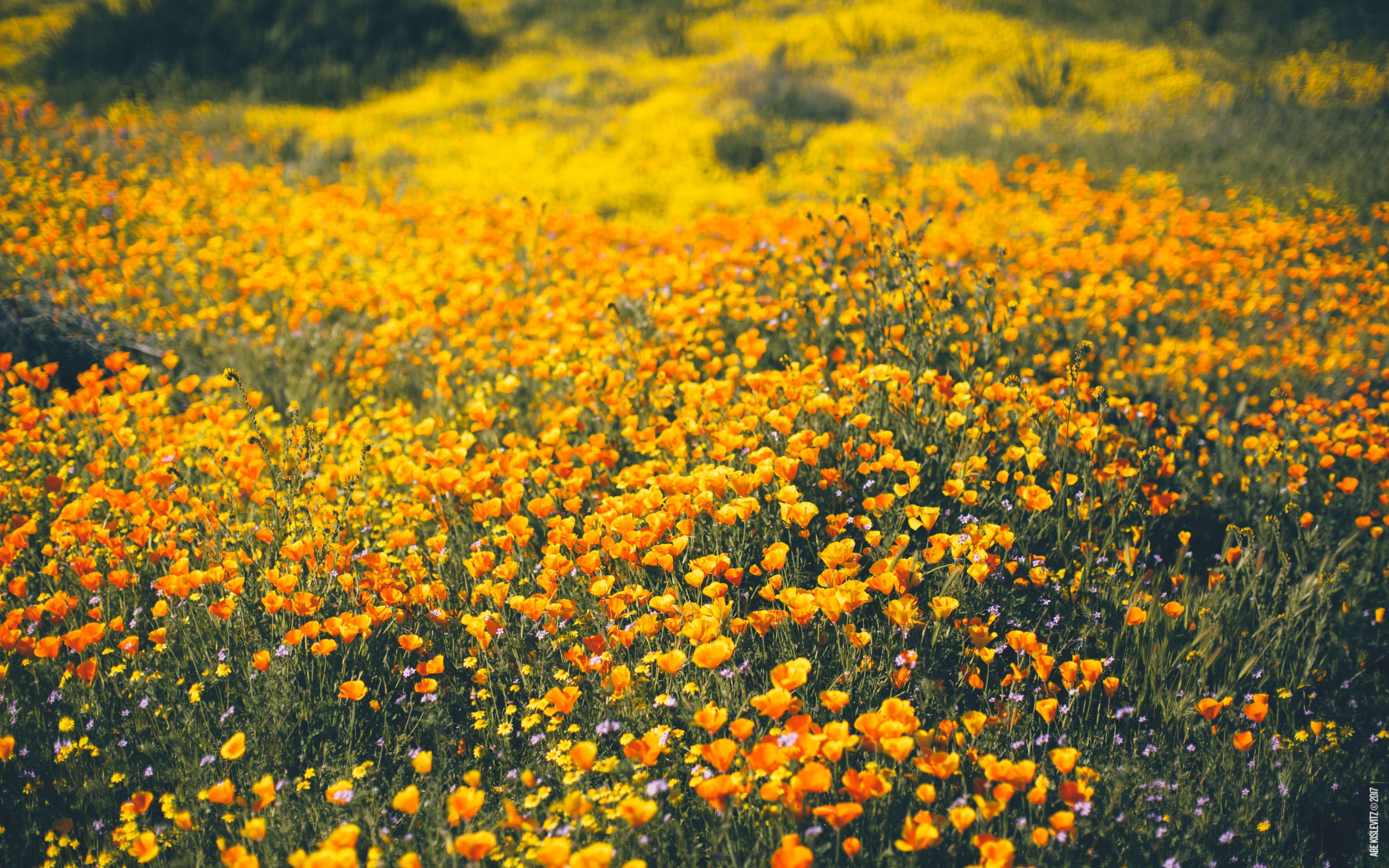 Spring Yellow Wallpapers - Wallpaper Cave