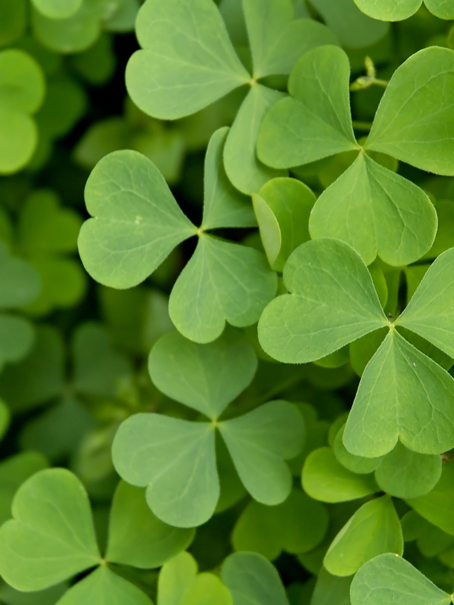 Saint Patrick's Day Clovers Wallpapers - Wallpaper Cave