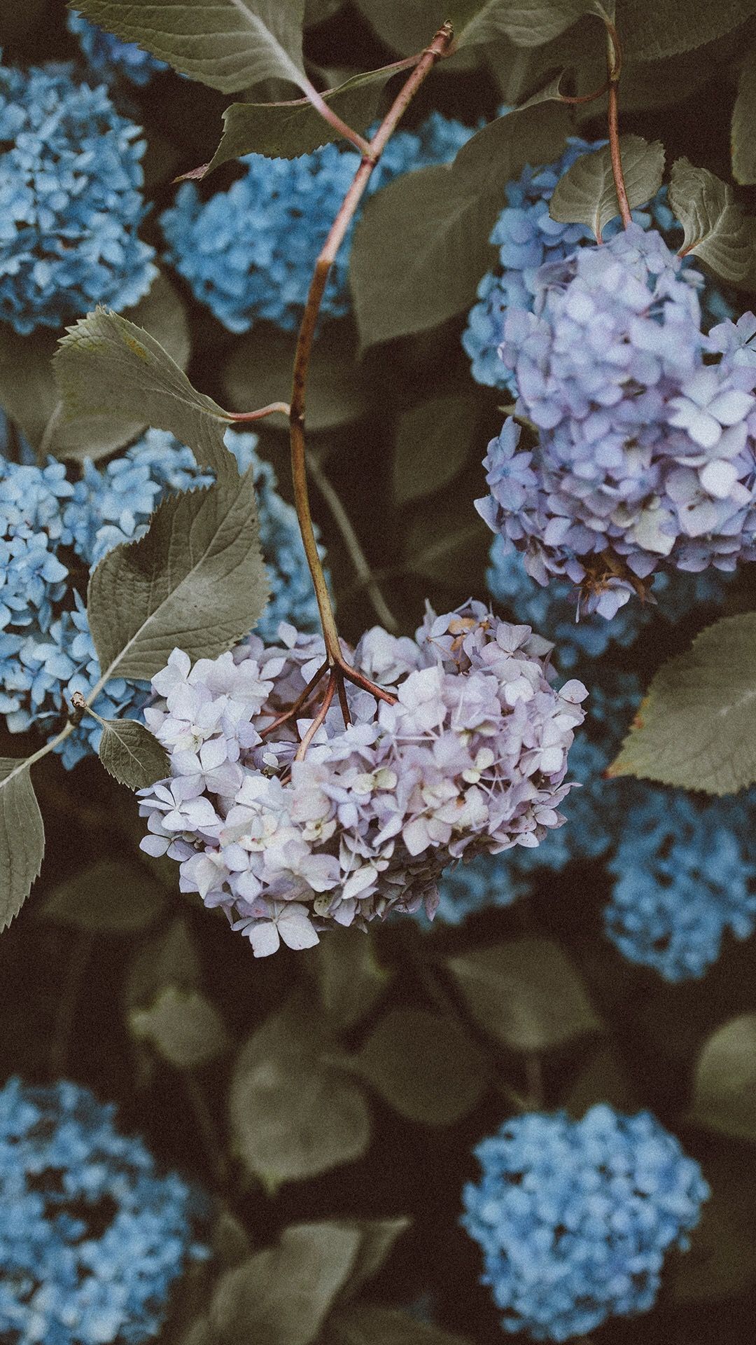 Garden Neighbors Wallpapers - Wallpaper Cave